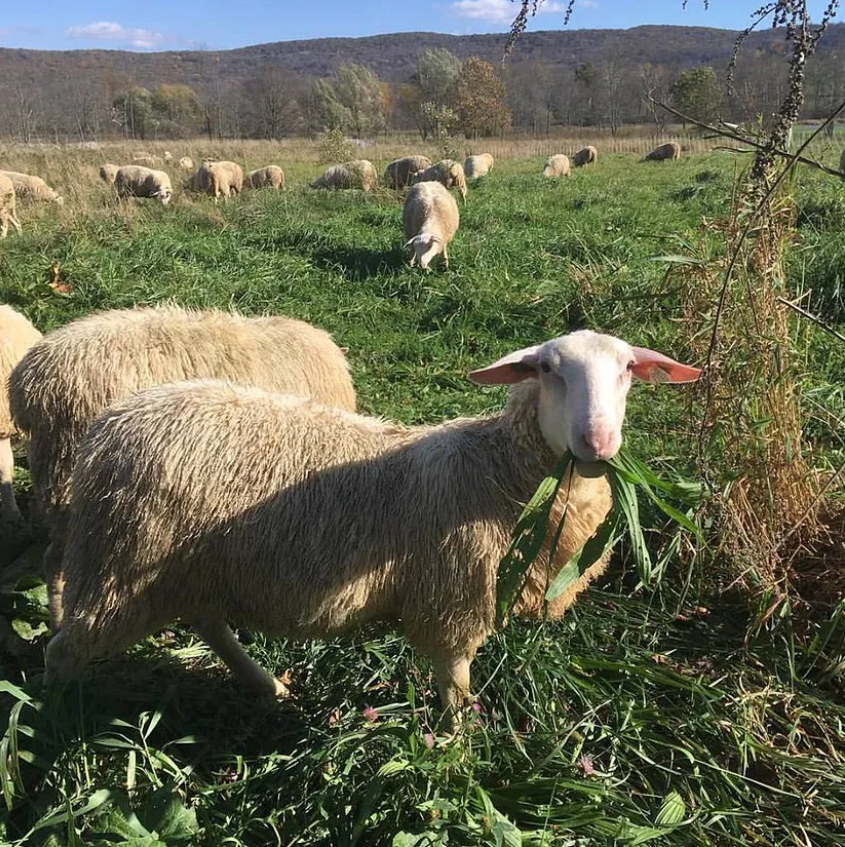 Blog 2 — MAITRI FARM