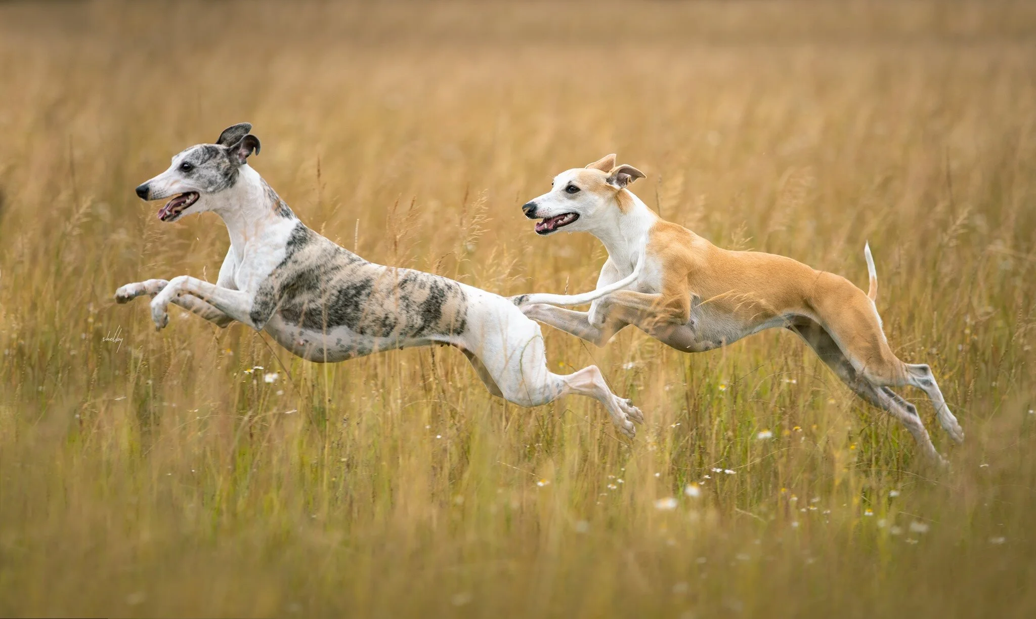 Sighthound review ads - sasboomer