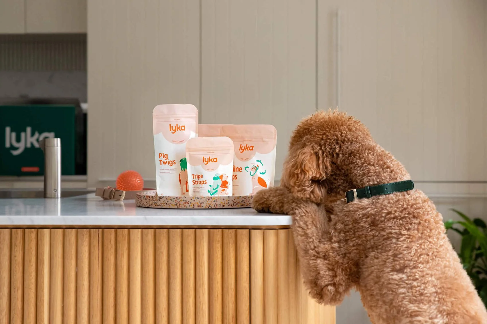 SCOUT’S FAVOURITE DOGGO PUTS LYKA’S MEALS TO THE TEST — SHIRE SCOUT