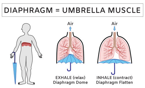 What is Diaphragmatic Breathing? — Anchor Physical Therapy & Performance