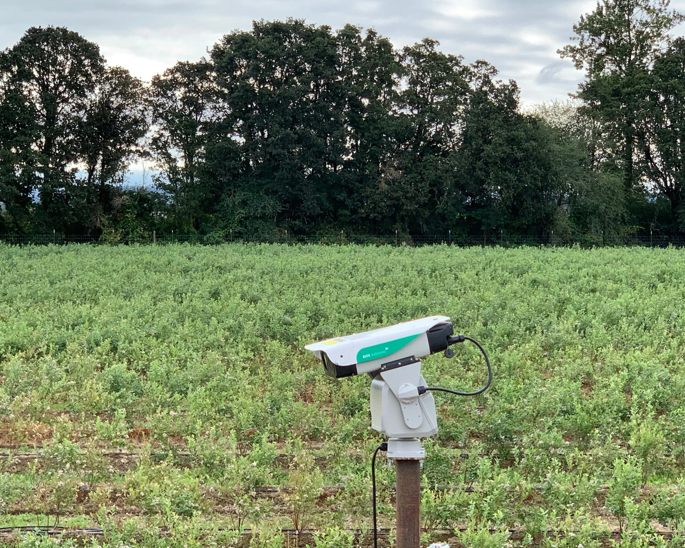 Laser Systems for Bird Control — Bird Control Advisory