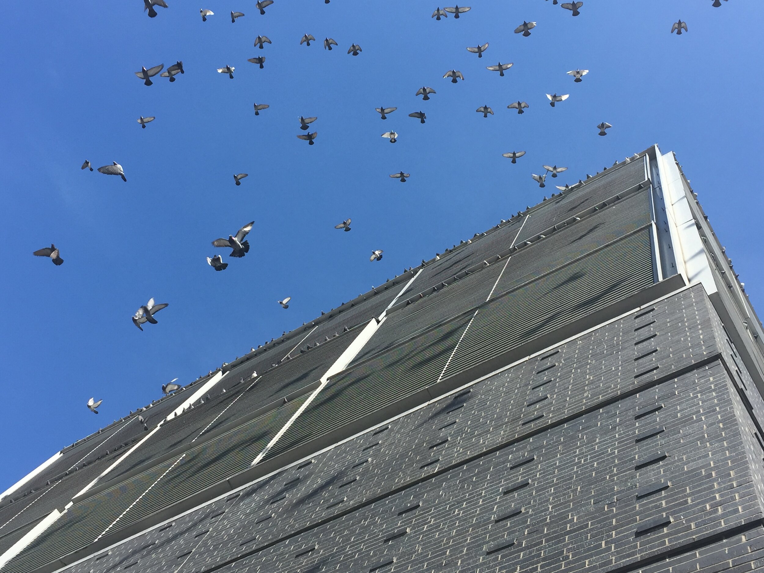 Bird Control Advisory