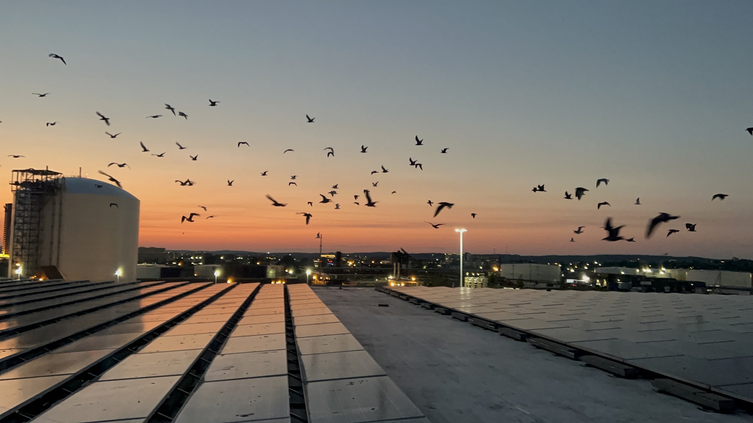 Laser Systems for Bird Control — Bird Control Advisory