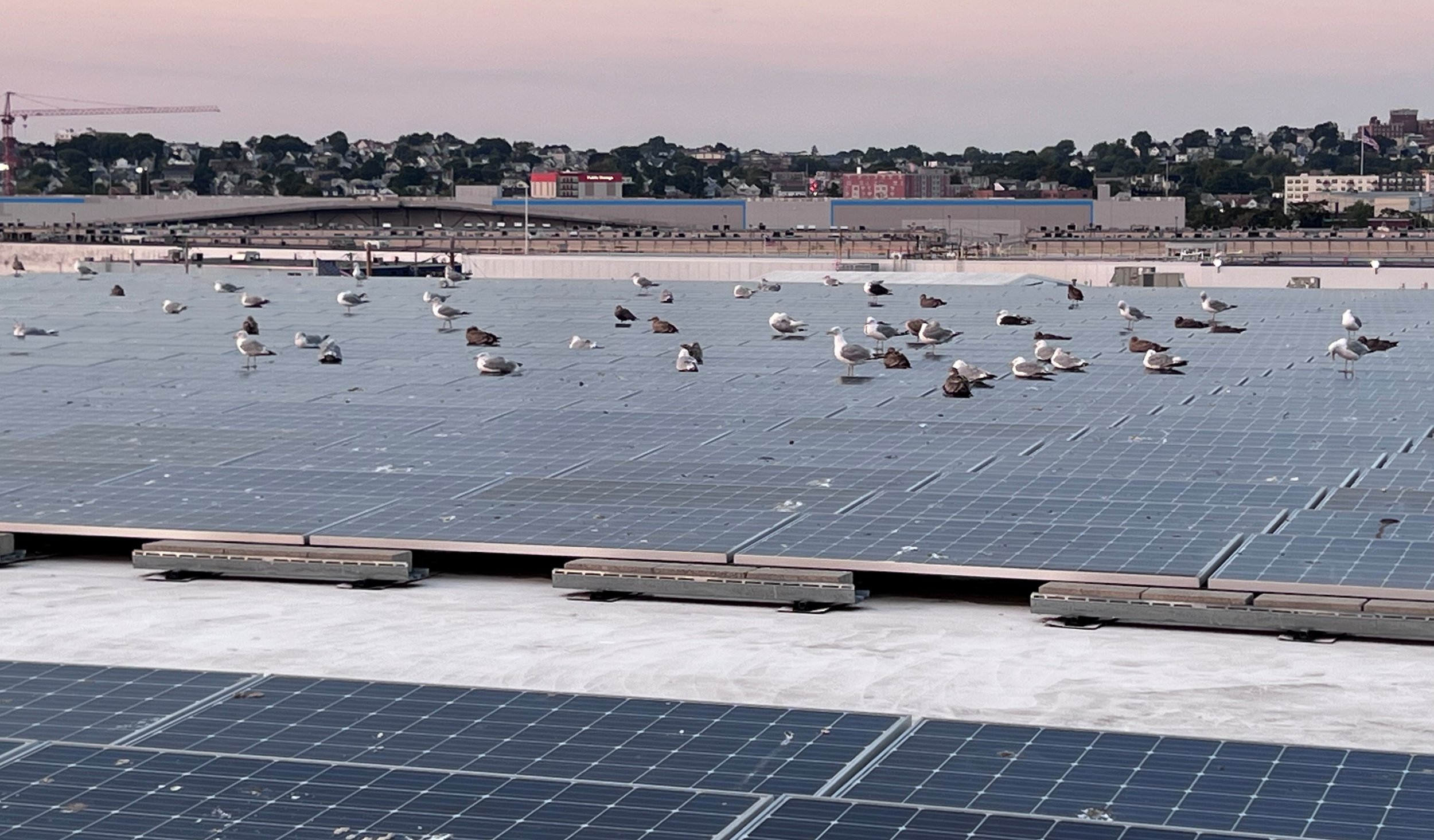 Laser Systems for Bird Control — Bird Control Advisory