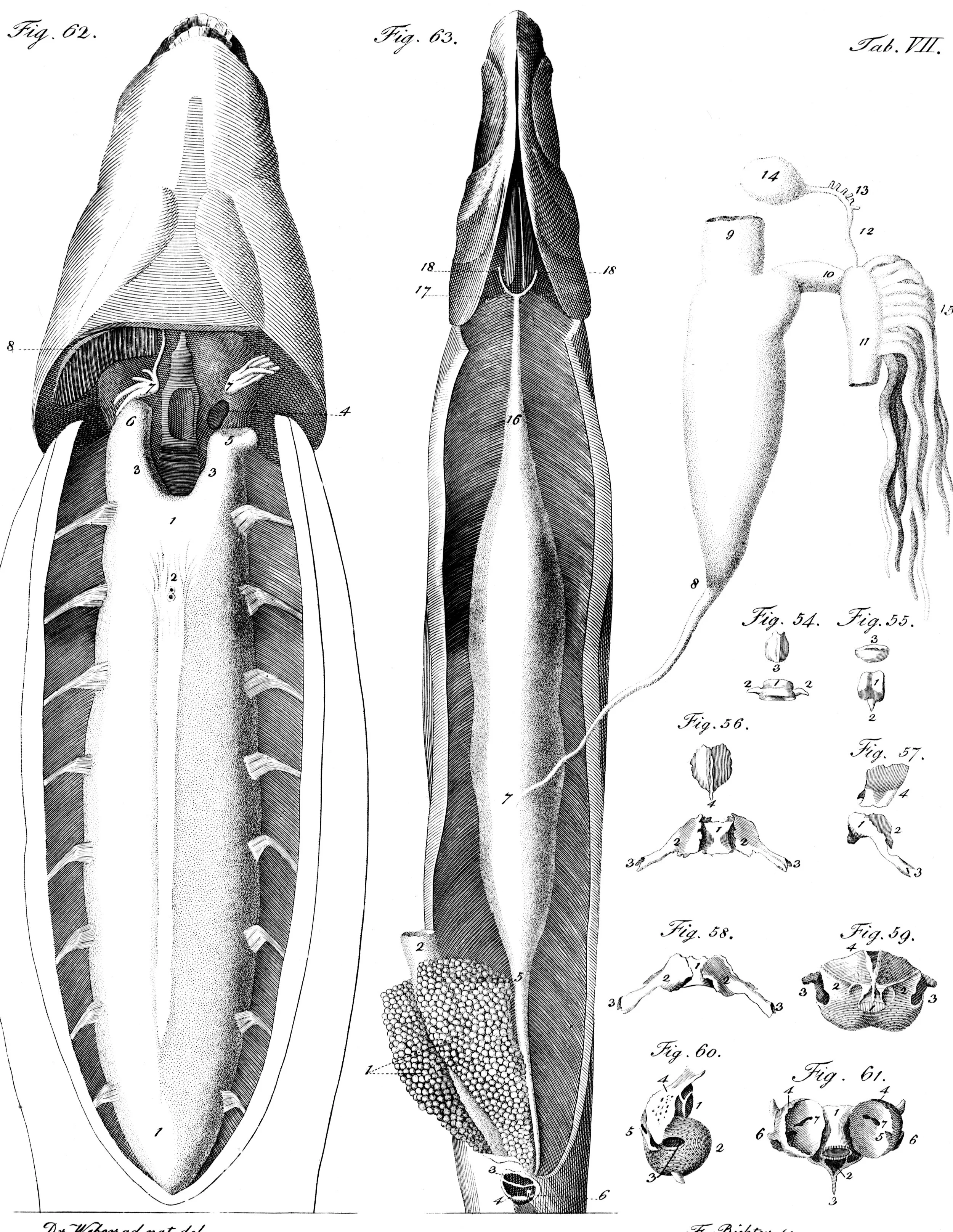 Fish Hearing — Aquatic Bioacoustics