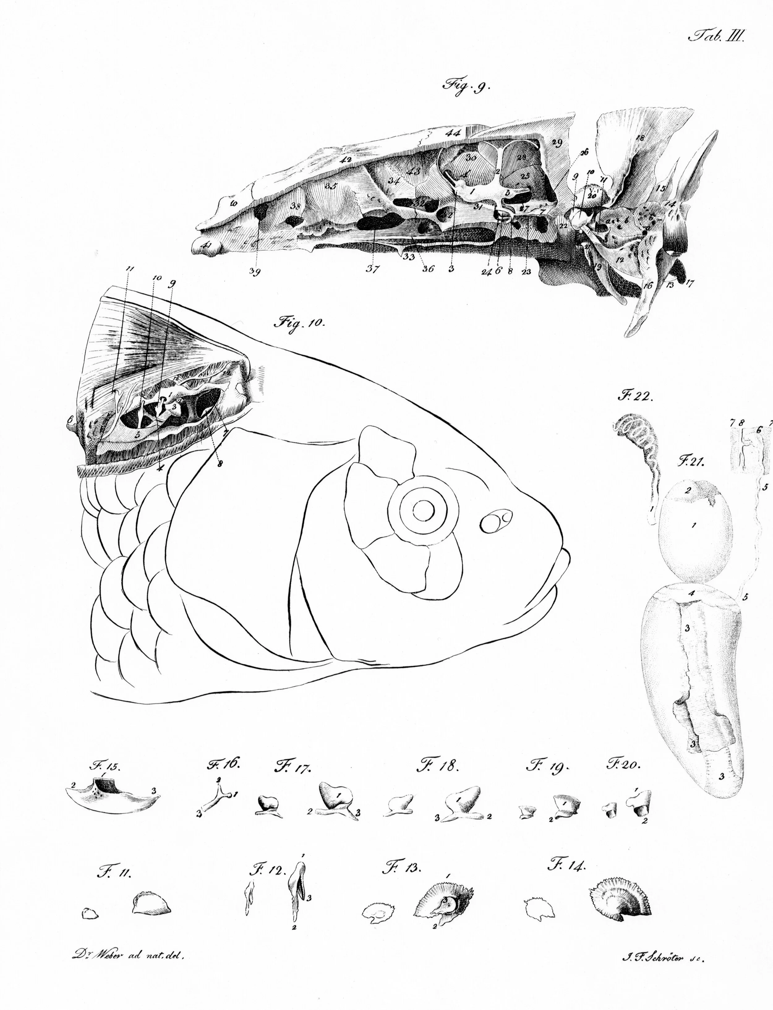 Fish Hearing — Aquatic Bioacoustics