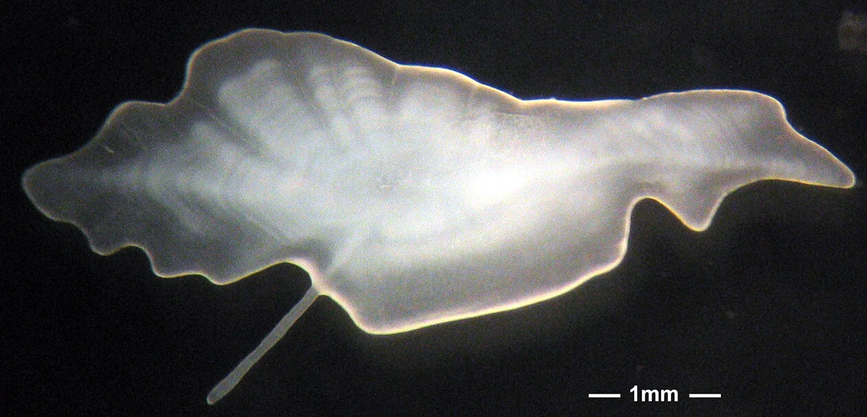 Ear Structure of Deep-Sea Fishes — Aquatic Bioacoustics