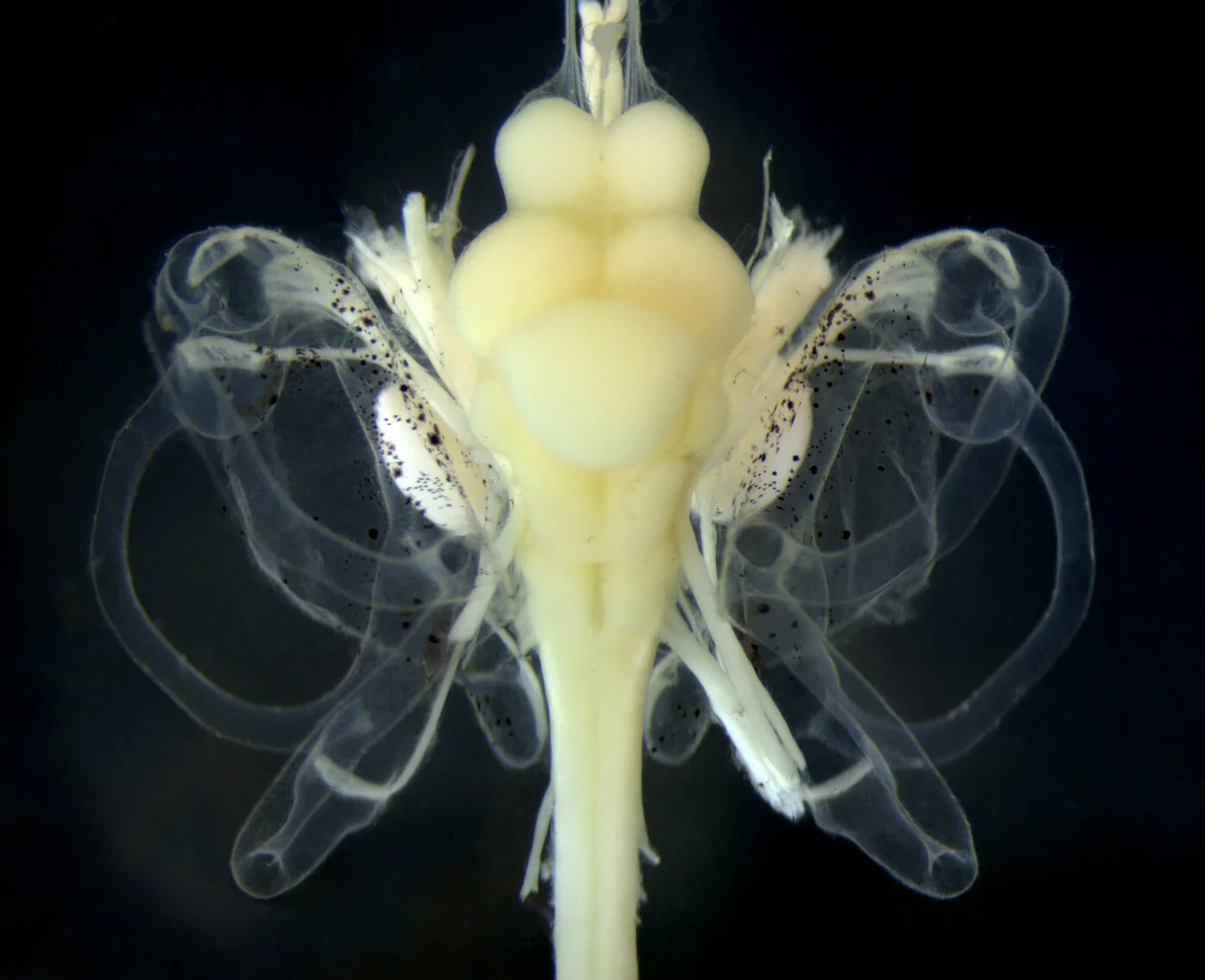 Ear Structure of Deep-Sea Fishes — Aquatic Bioacoustics