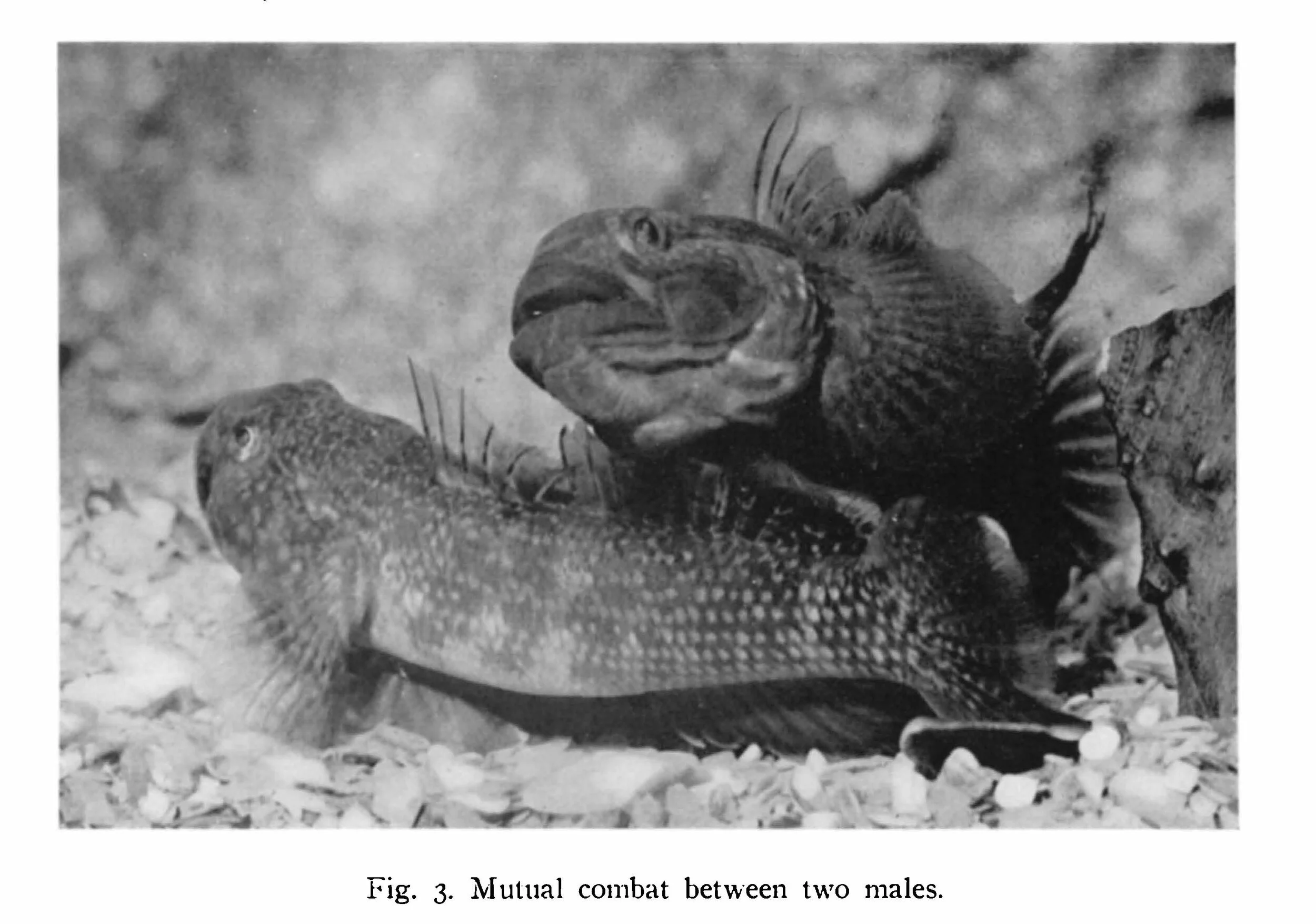 Tavolga — Aquatic Bioacoustics