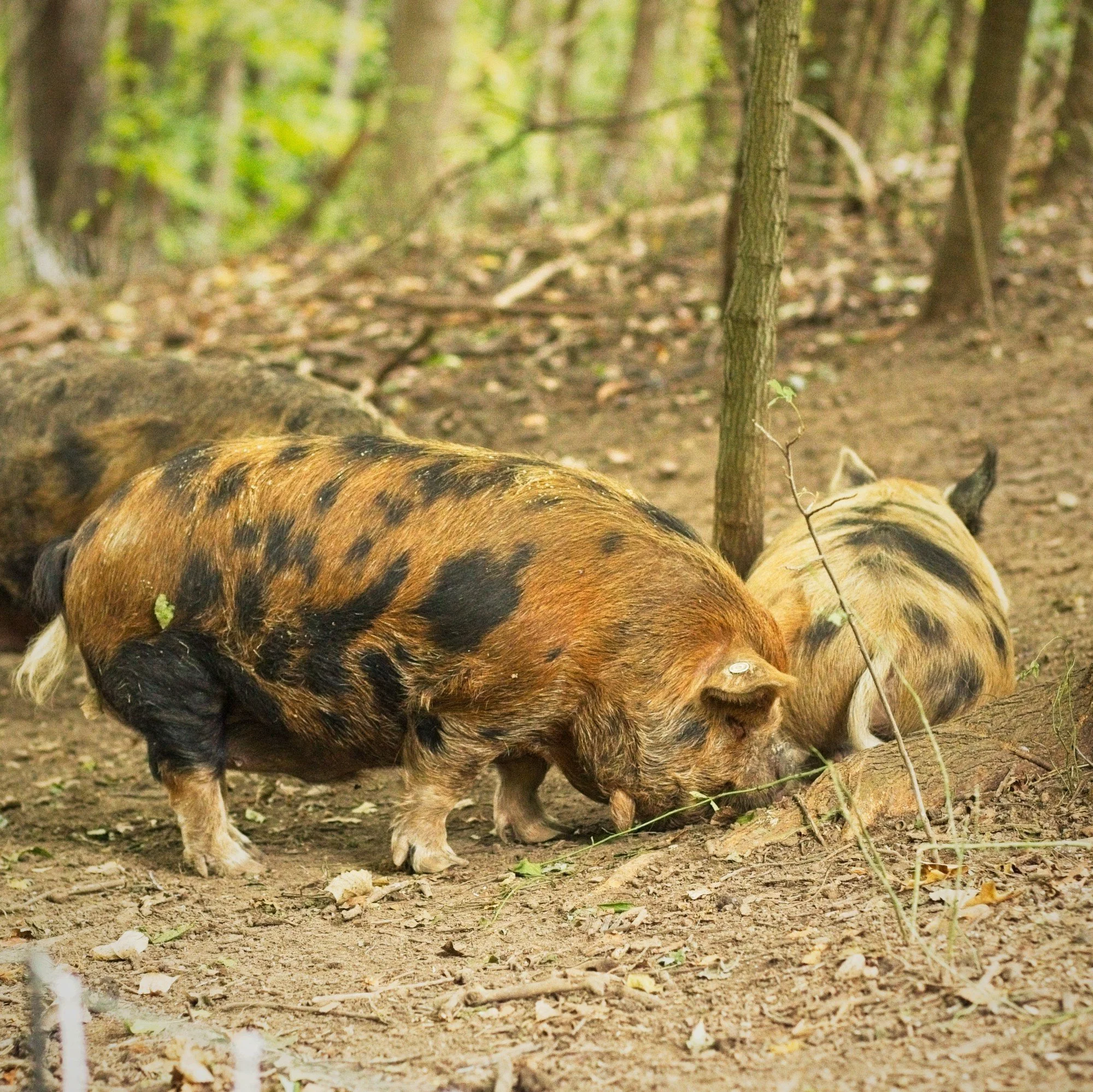 KUNEKUNE PIGS — Full Soul Farm l Michigan l Kunekune Pigs l Pilgrim ...