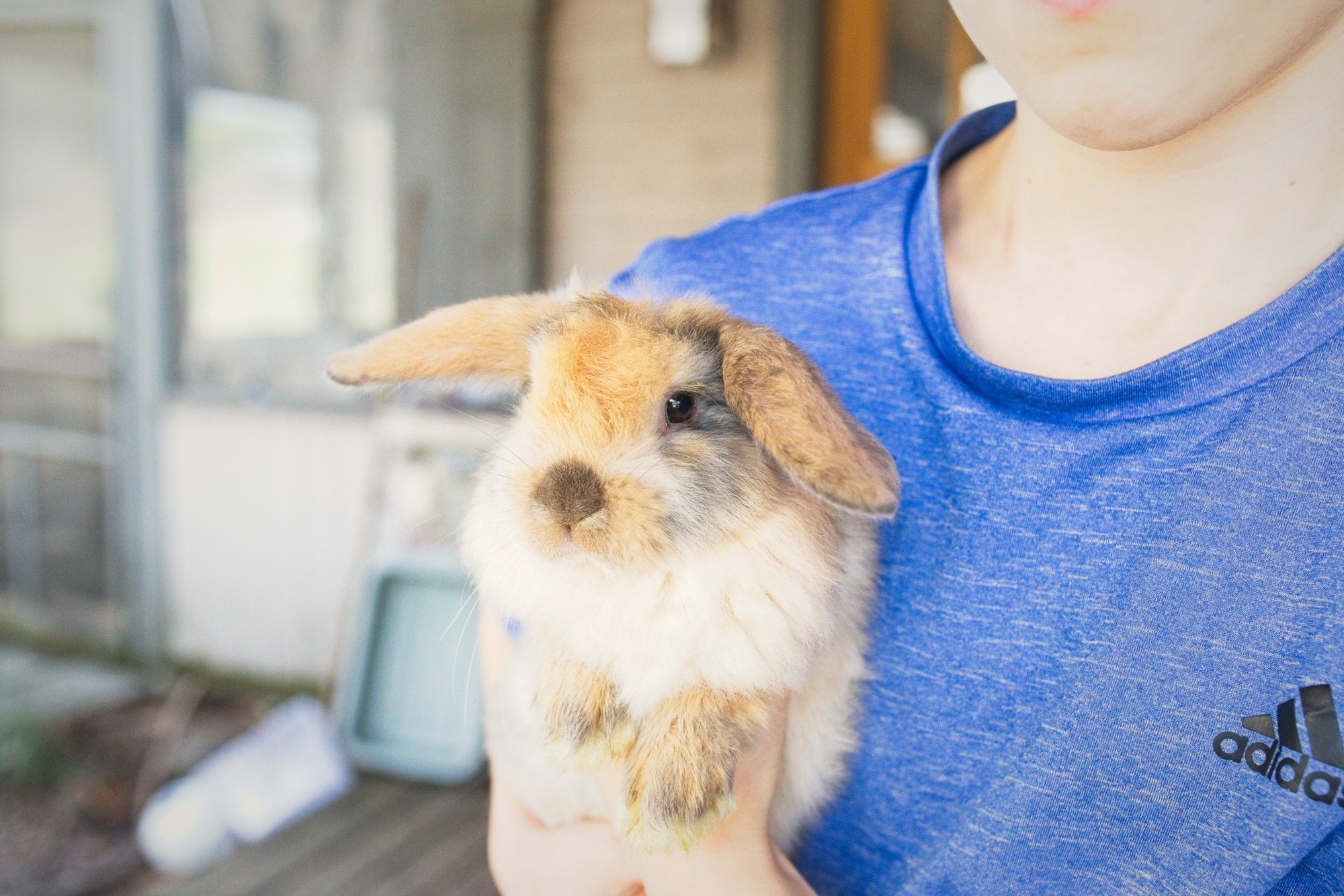 HOLLAND LOP RABBITS — Full Soul Farm l Michigan l Kunekune Pigs l ...