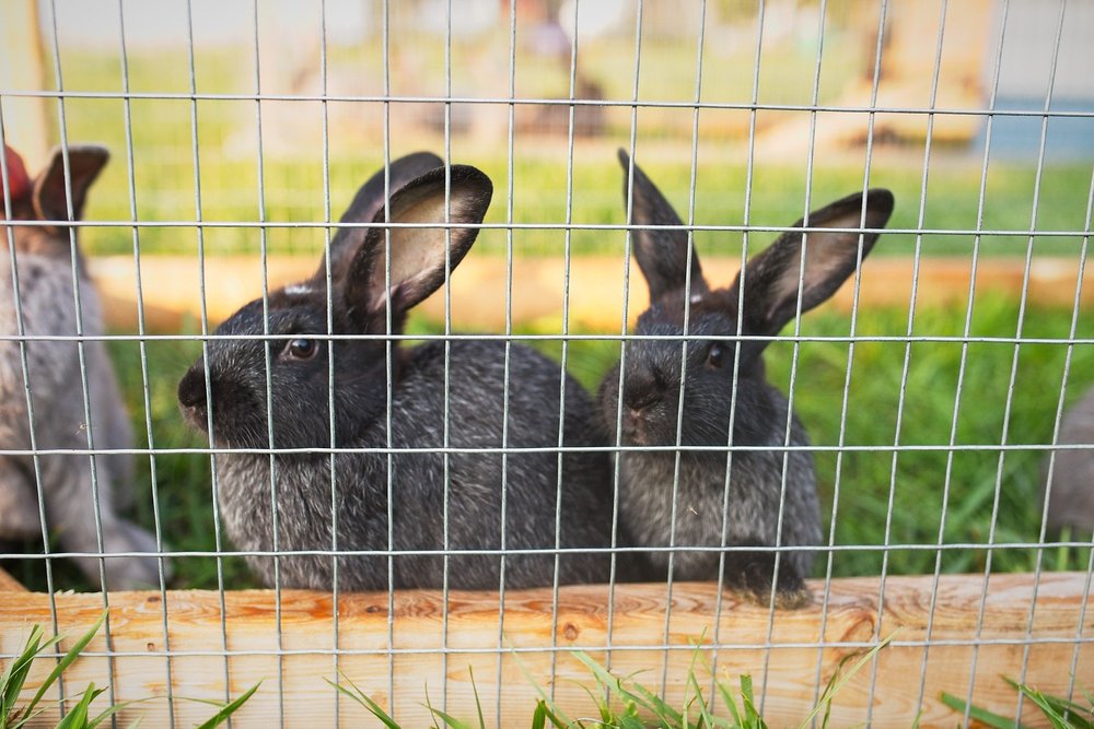 SILVER FOX RABBITS — Full Soul Farm l Michigan l Kunekune Pigs l ...
