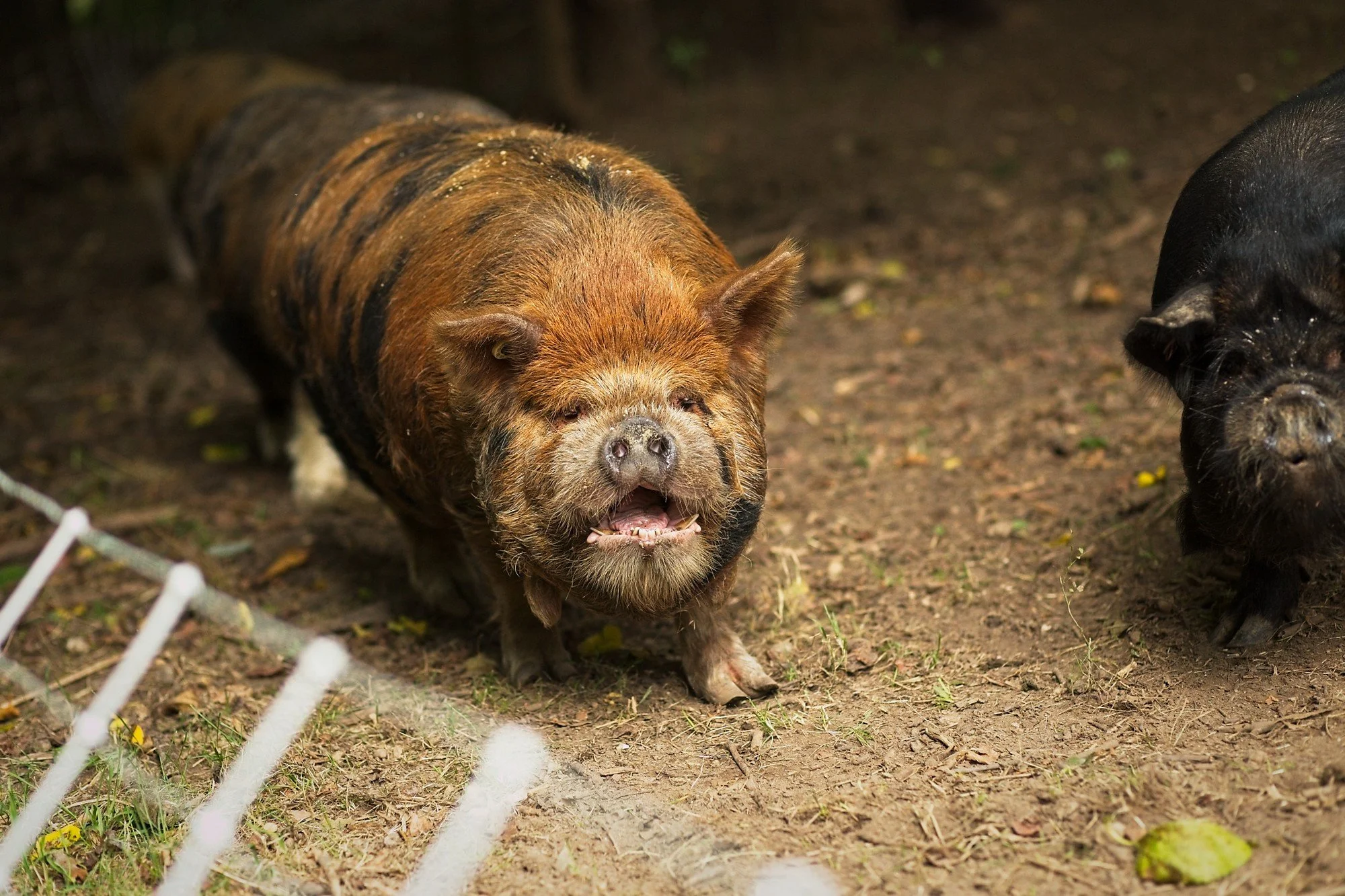KUNEKUNE PIGS — Full Soul Farm l Michigan l Kunekune Pigs l Pilgrim ...