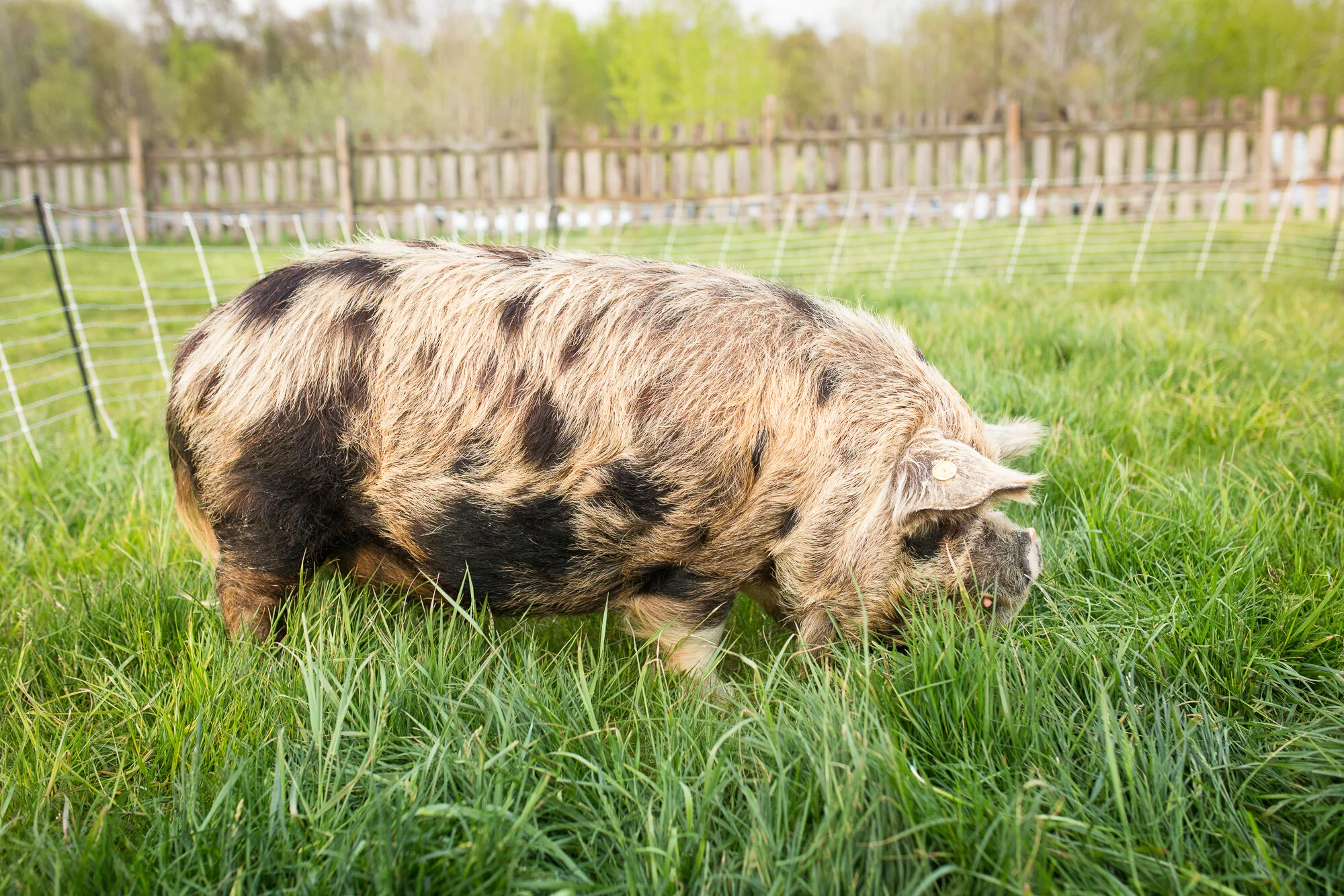 KUNEKUNE PIGS — Full Soul Farm - Michigan cut flowers, Kunekune pigs ...