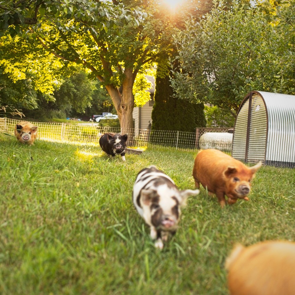 Kunekune Piglets for sale — Full Soul Farm l Michigan l Kunekune Pigs l ...