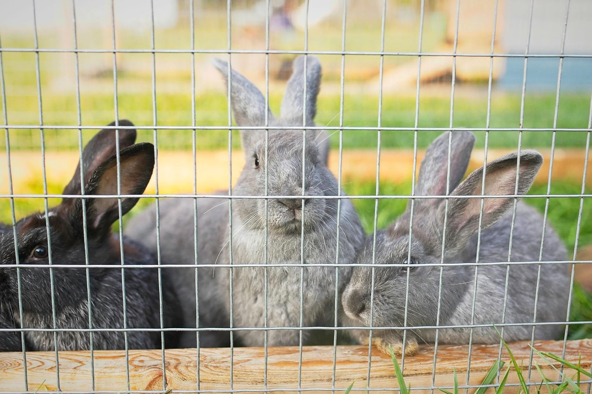 SILVER FOX RABBITS — Full Soul Farm l Michigan l Kunekune Pigs l ...
