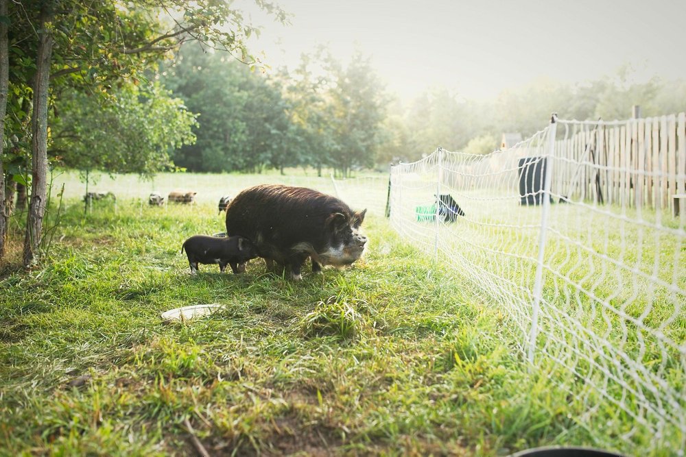 Kunekune Piglets for sale — Full Soul Farm l Michigan l Kunekune Pigs l ...