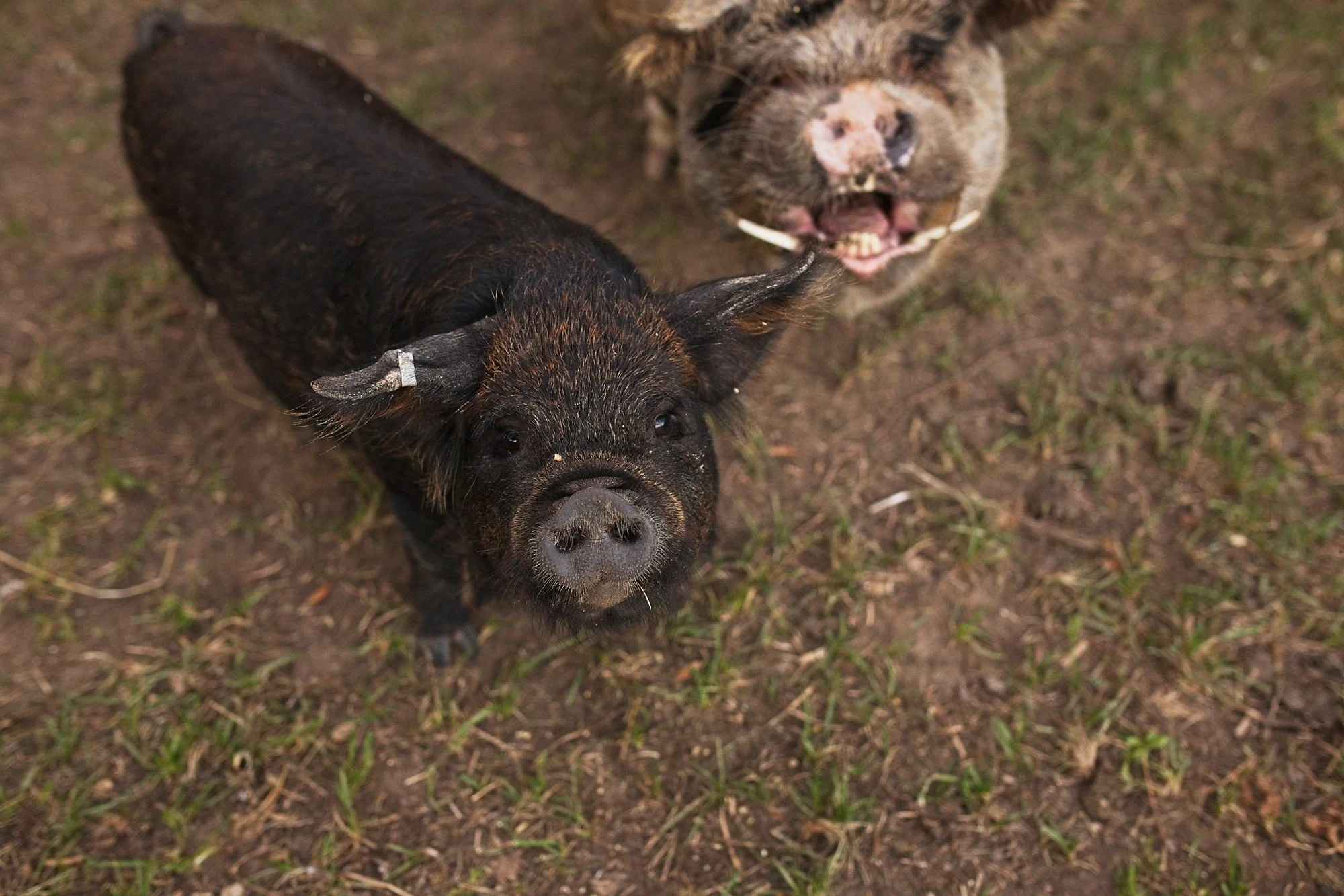 KUNEKUNE PIGS — Full Soul Farm l Kunekune Pigs l Pilgrim Geese l Cut ...