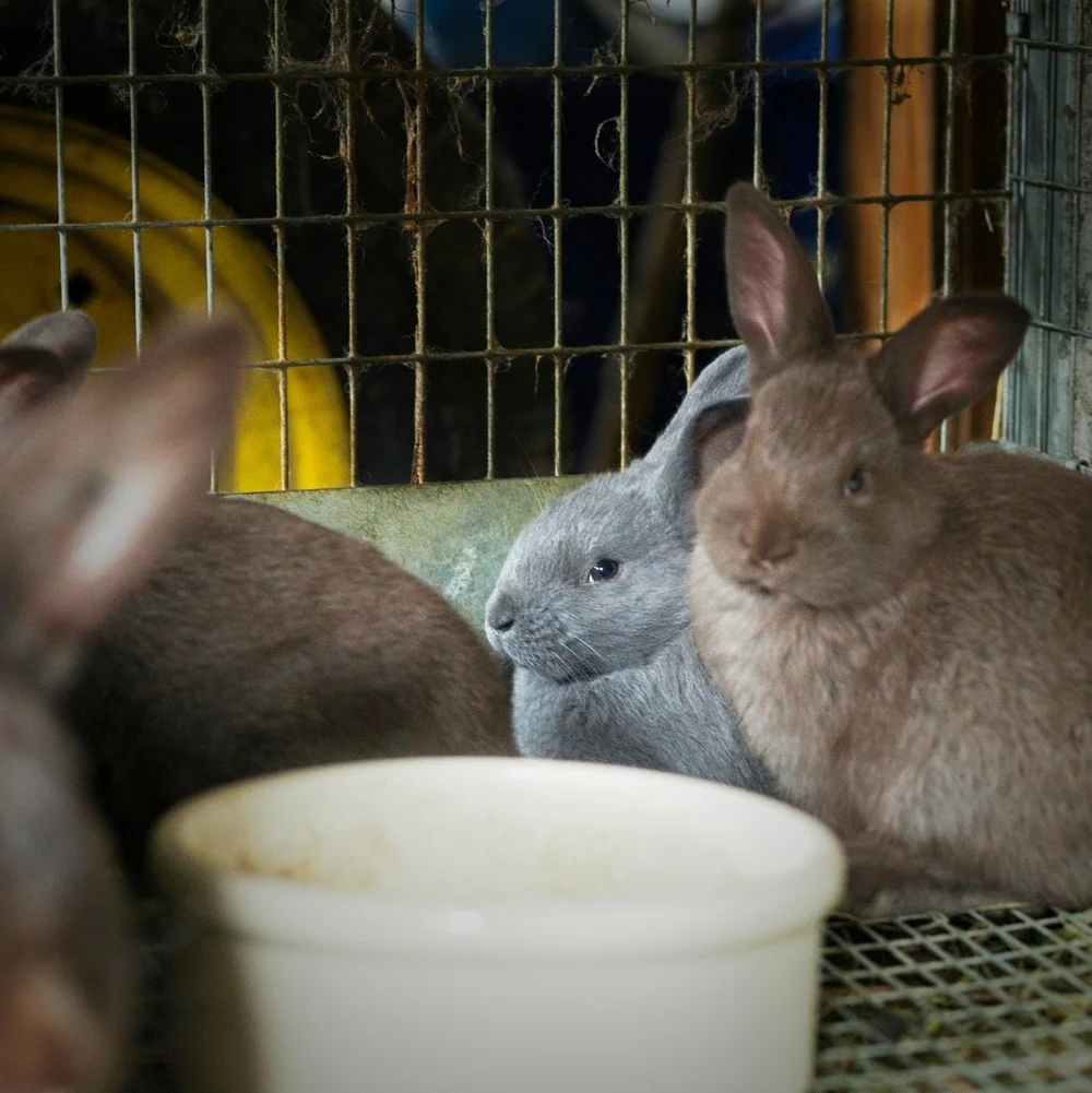 SILVER FOX RABBITS — Full Soul Farm l Michigan l Kunekune Pigs l ...