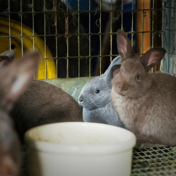 SILVER FOX RABBITS — Full Soul Farm l Michigan l Kunekune Pigs l ...