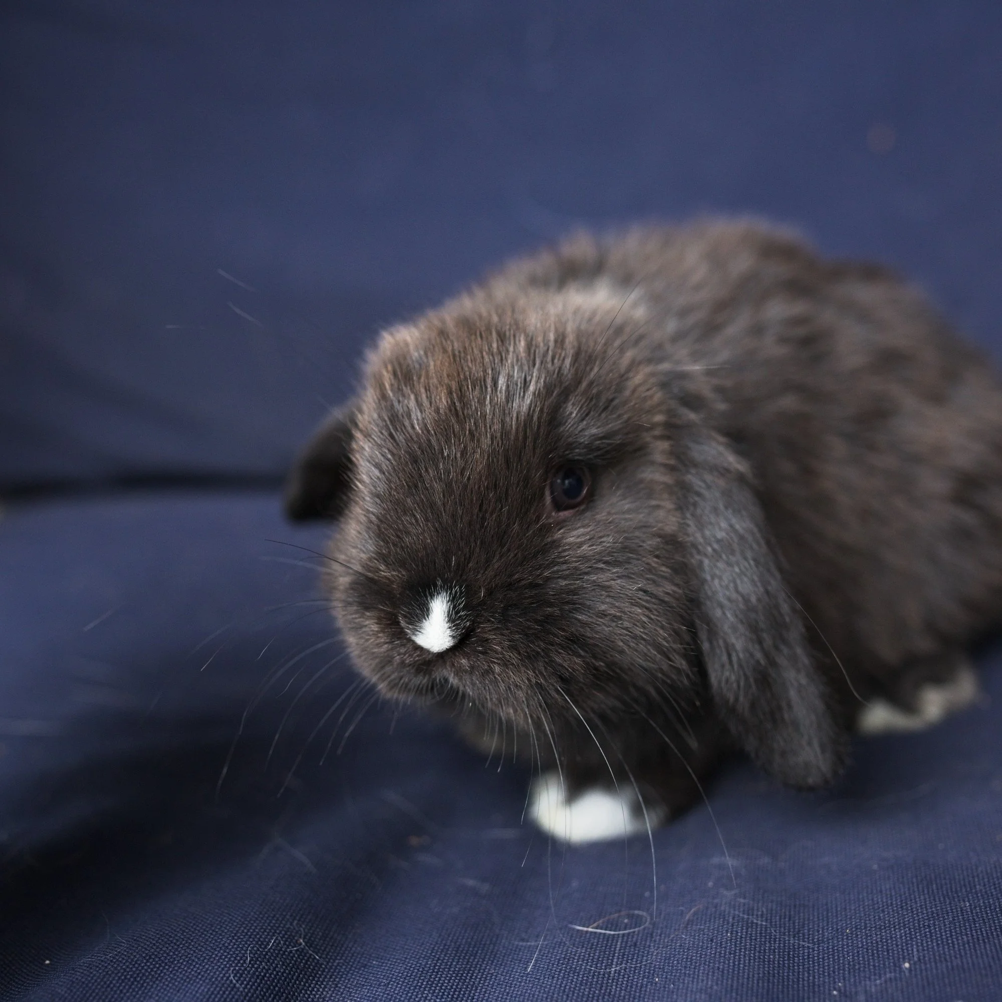 HOLLAND LOP RABBITS — Full Soul Farm l Michigan l Kunekune Pigs l ...