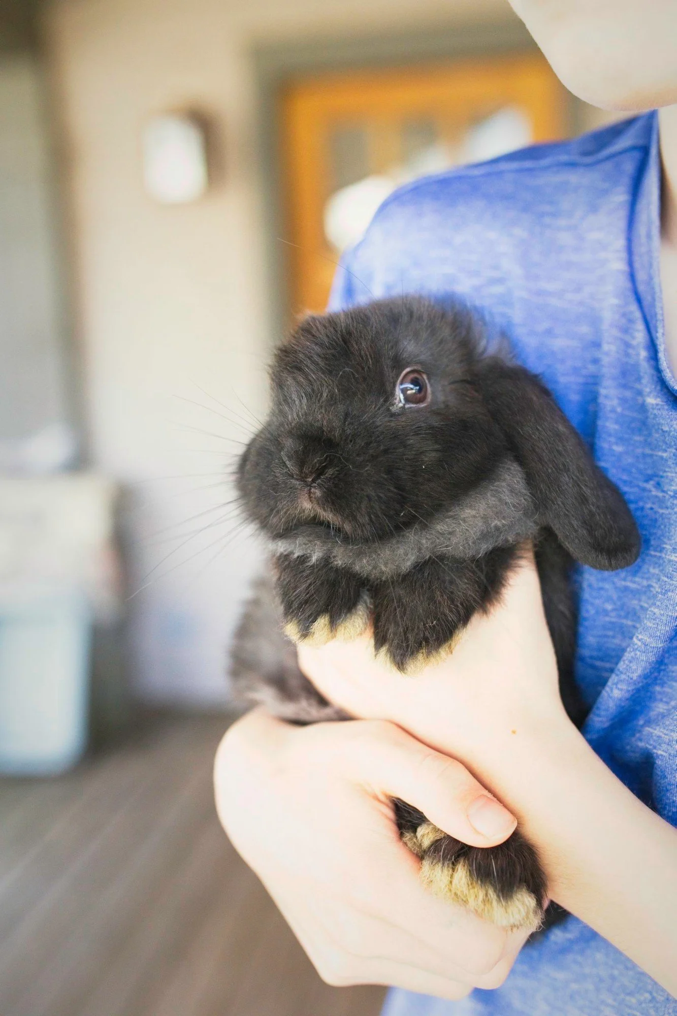 HOLLAND LOP RABBITS — Full Soul Farm l Kunekune Pigs l Pilgrim Geese l ...
