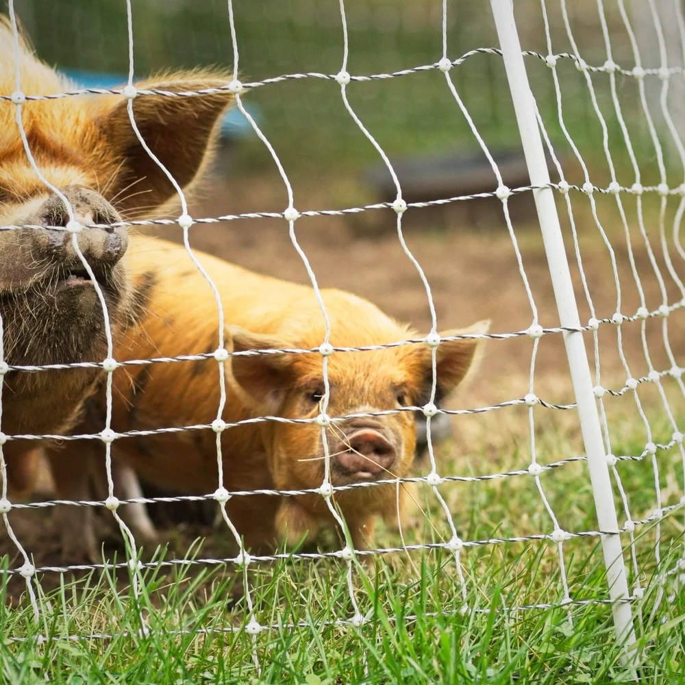 Kunekune Piglets for sale — Full Soul Farm l Michigan l Kunekune Pigs l ...