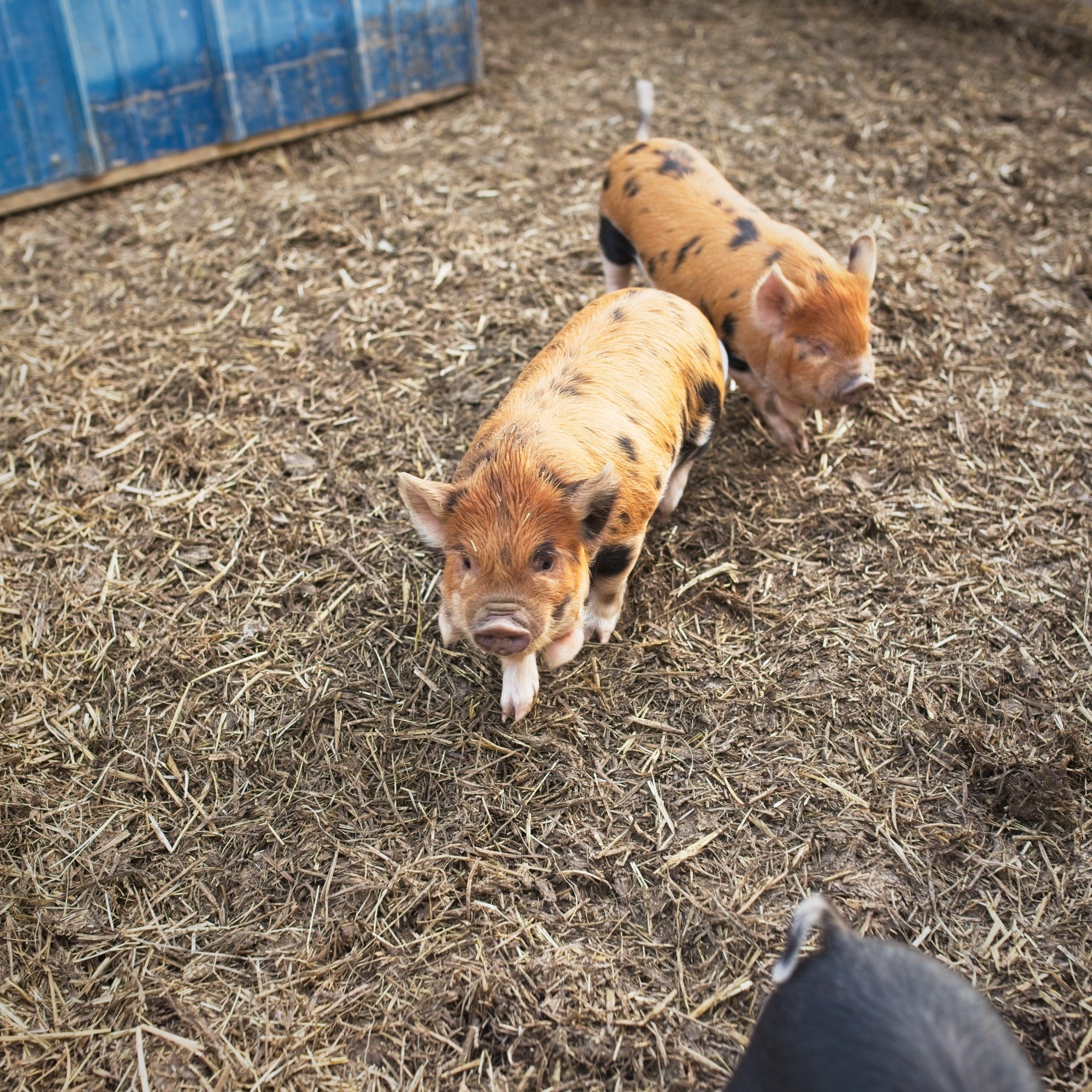 Kunekune Piglets for sale — Full Soul Farm l Kunekune Pigs l Pilgrim ...