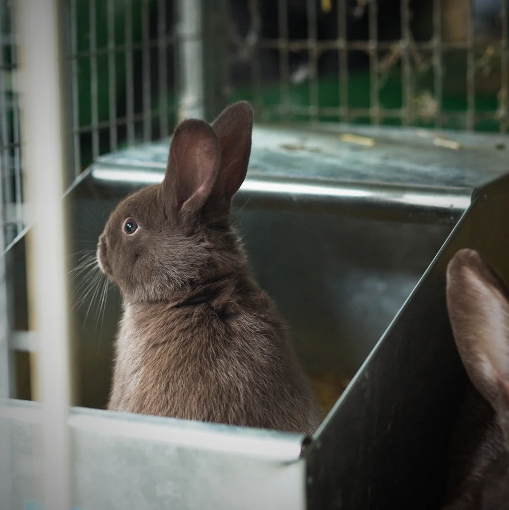 SILVER FOX RABBITS — Full Soul Farm l Michigan l Kunekune Pigs l ...