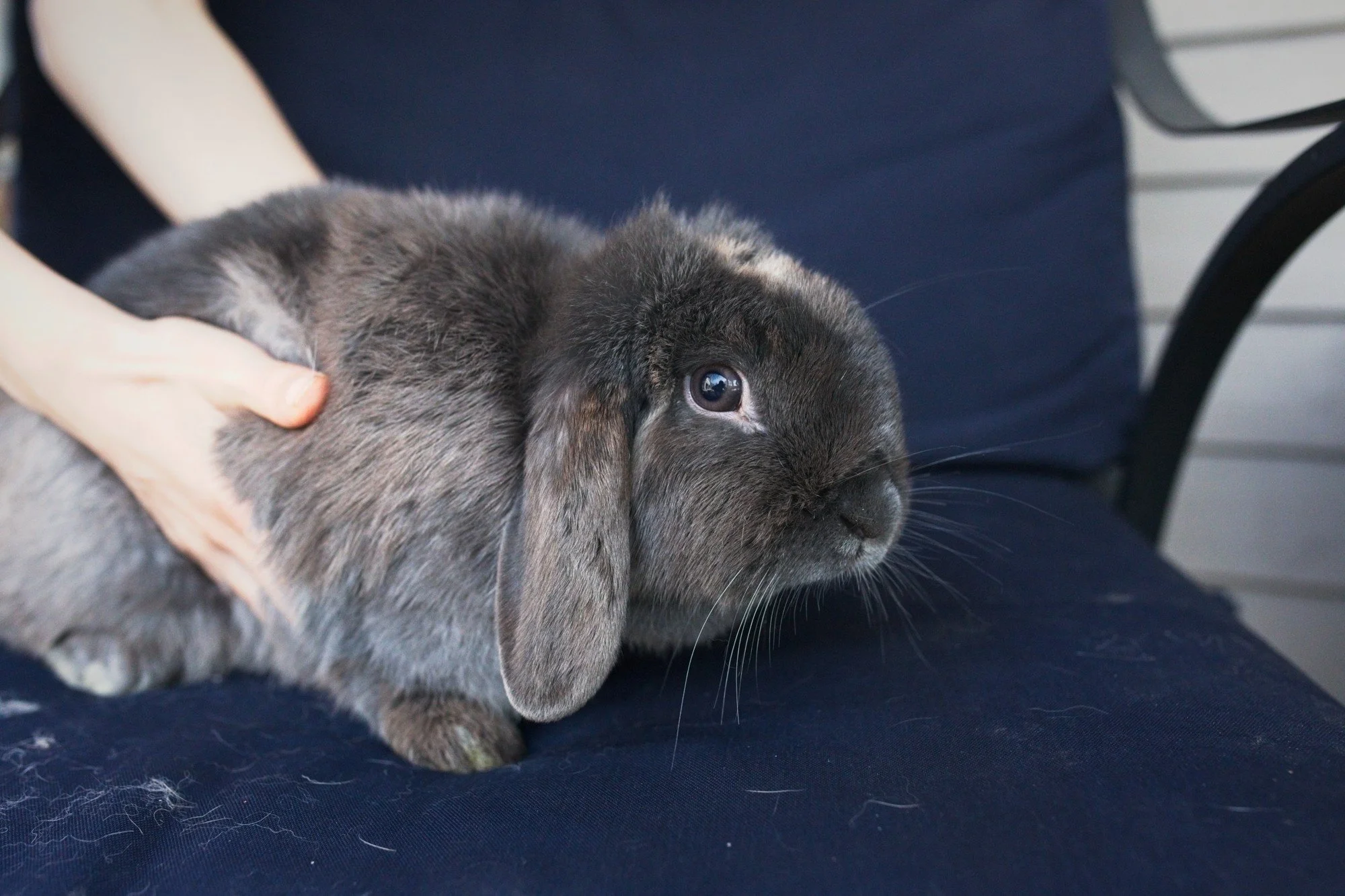 HOLLAND LOP RABBITS — Full Soul Farm l Kunekune Pigs l Pilgrim Geese l ...