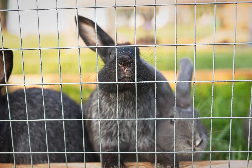 SILVER FOX RABBITS — Full Soul Farm l Michigan l Kunekune Pigs l ...