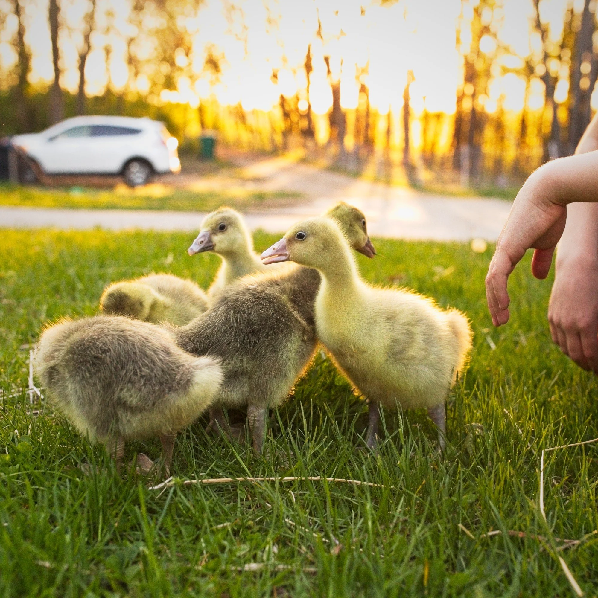 PILGRIM GEESE — Full Soul Farm l Michigan l Kunekune Pigs l Pilgrim ...