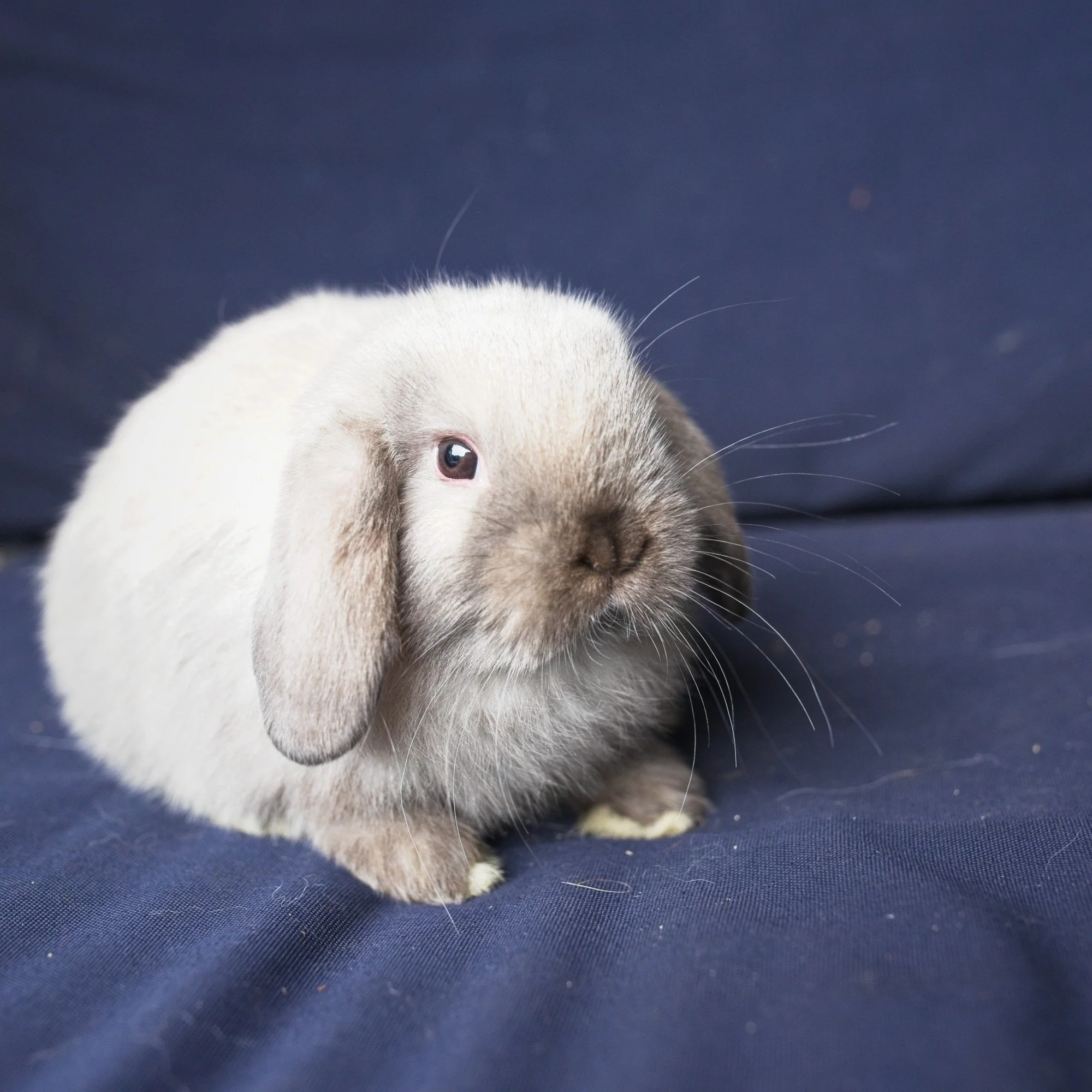 HOLLAND LOP RABBITS — Full Soul Farm l Michigan l Kunekune Pigs l ...