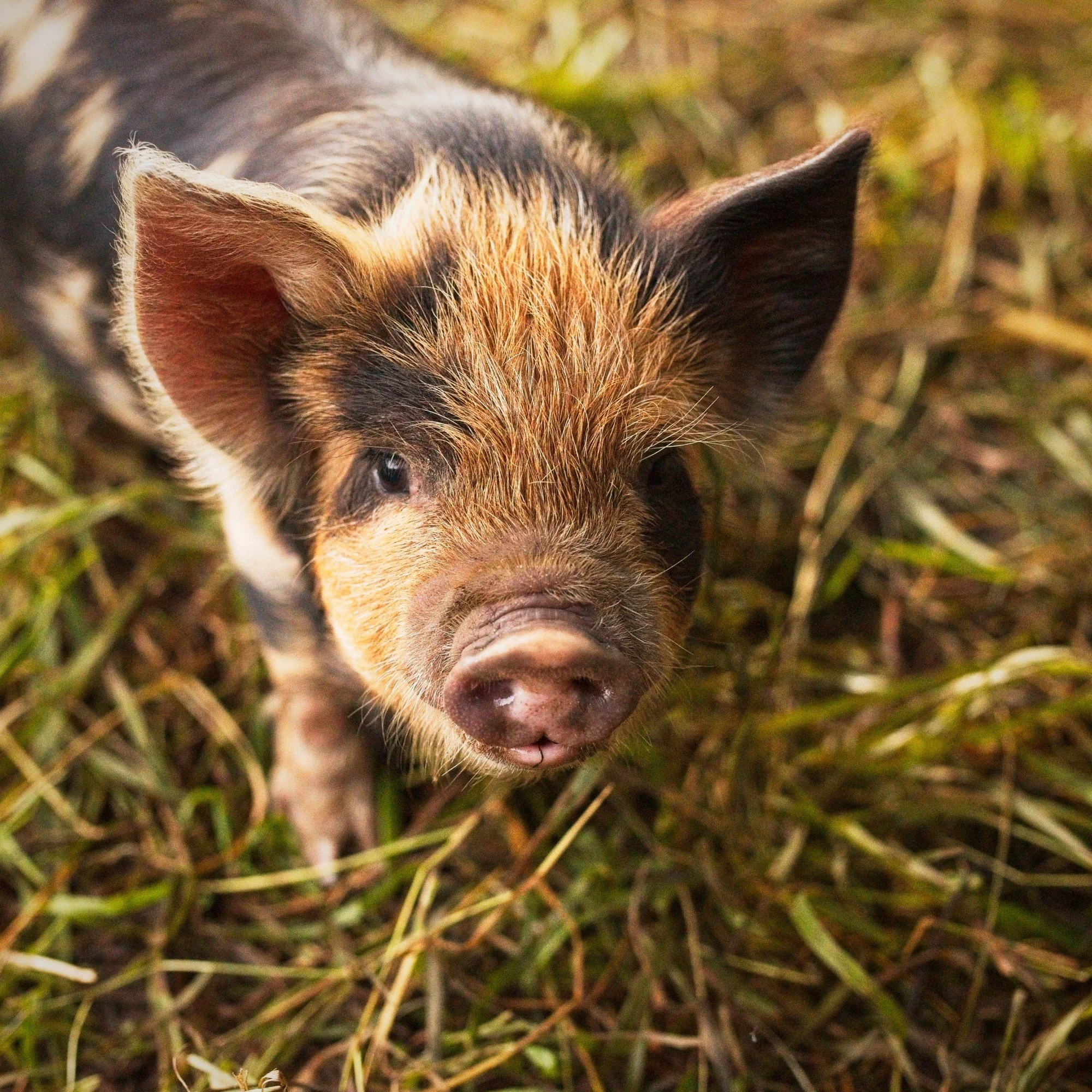 Kunekune Piglets for sale — Full Soul Farm l Michigan l Kunekune Pigs l ...