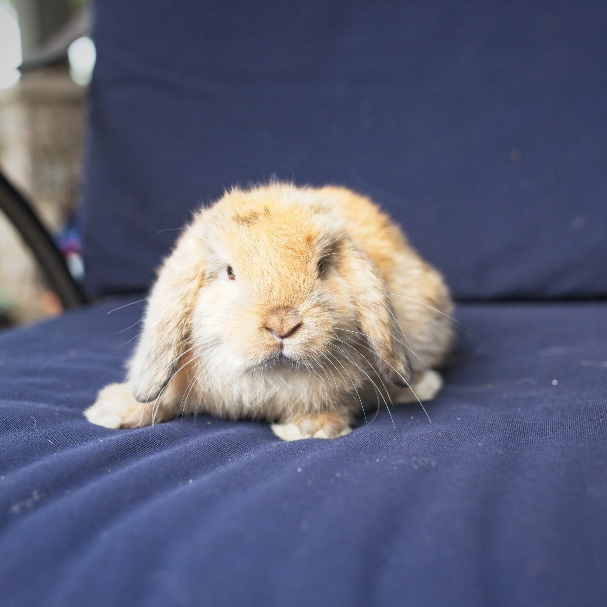 HOLLAND LOP RABBITS — Full Soul Farm l Michigan l Kunekune Pigs l ...