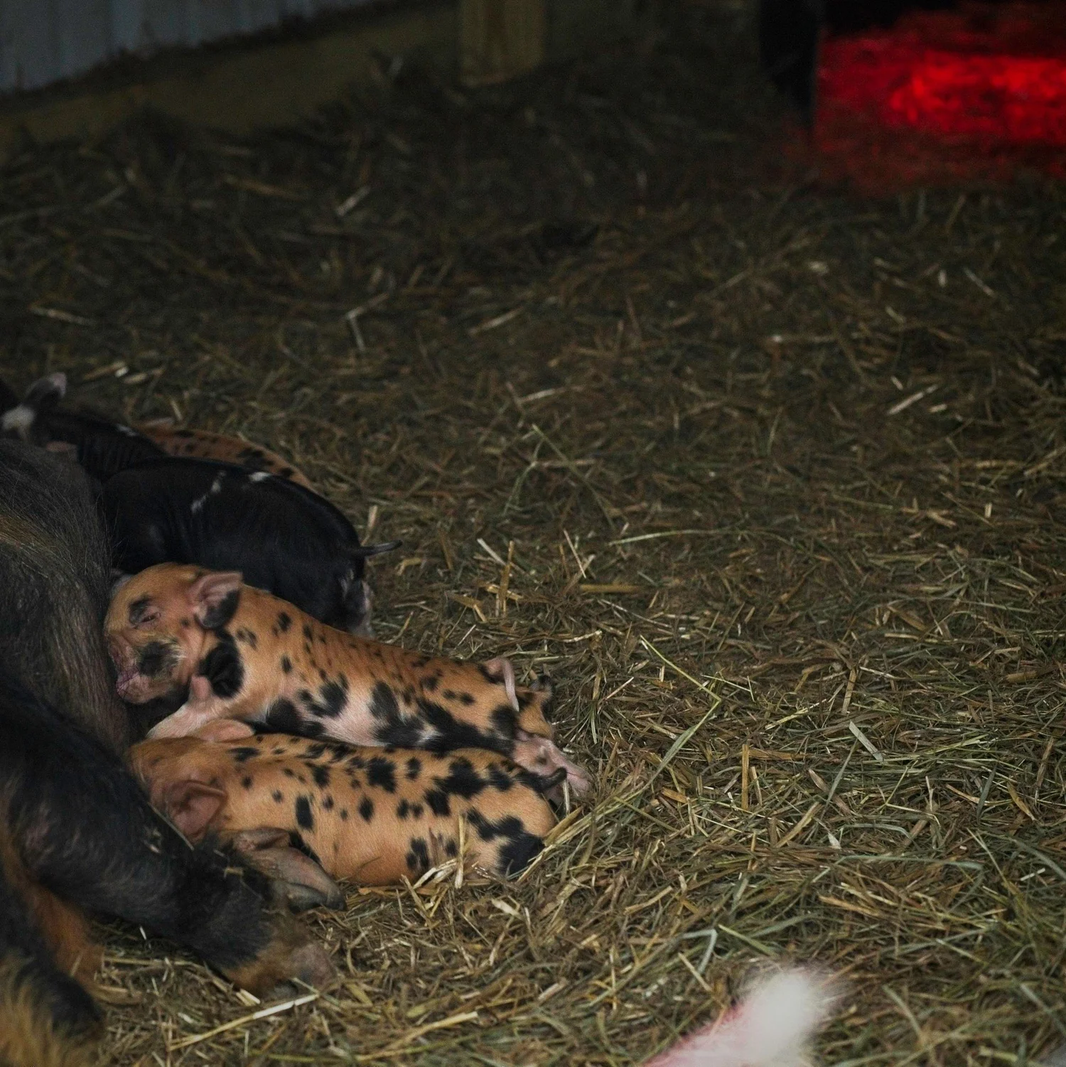 Kunekune Piglets for sale — Full Soul Farm l Michigan l Kunekune Pigs l ...