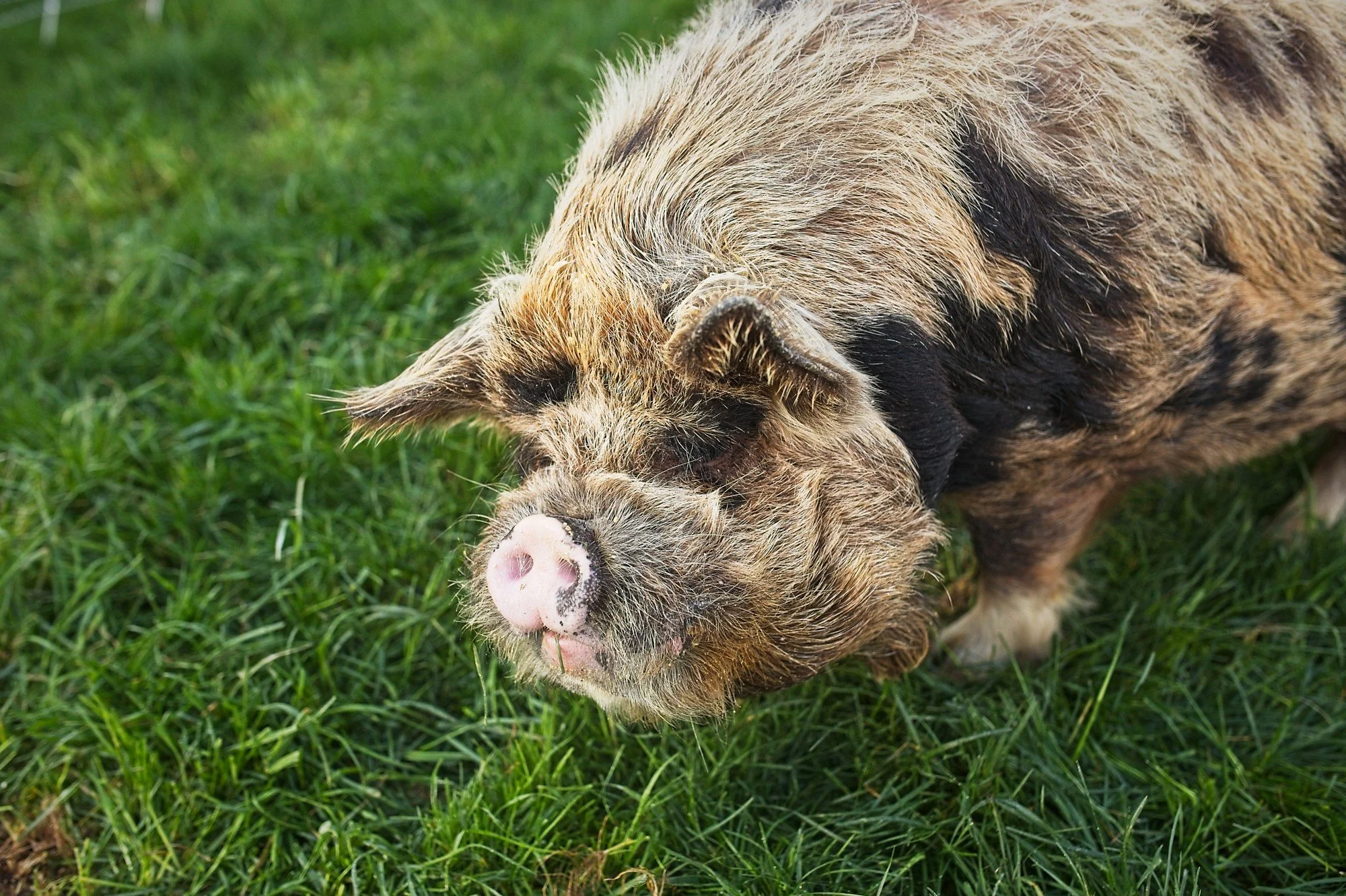 How we Raise Kunekune Pigs - Part 2 - Grazing, rooting, acres/space ...