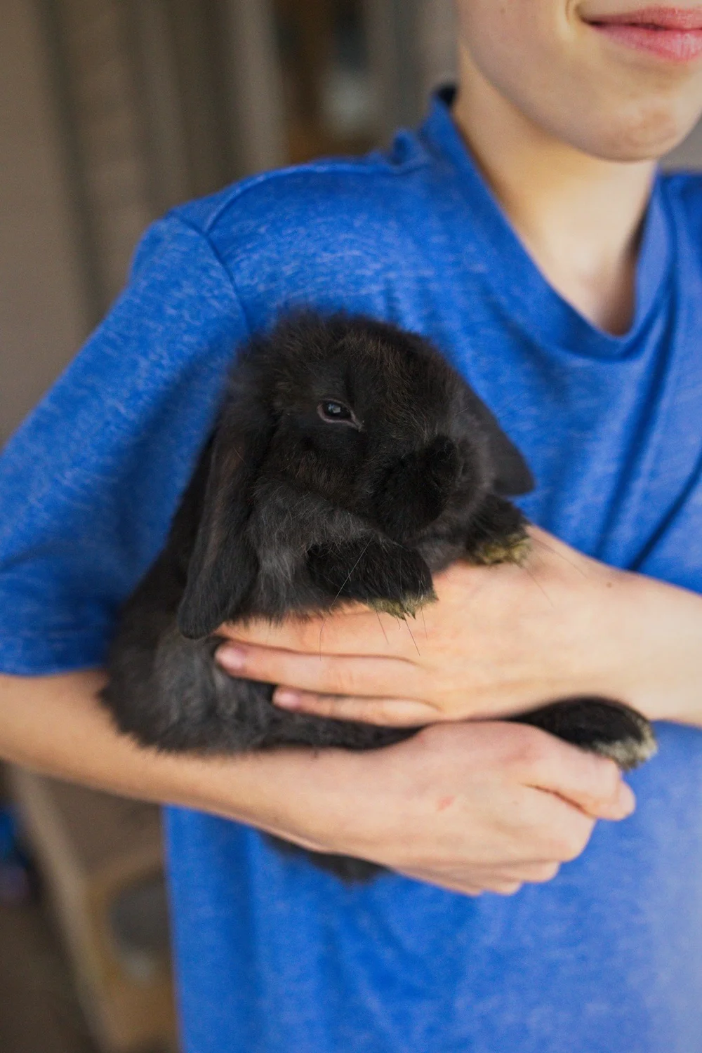 HOLLAND LOP RABBITS — Full Soul Farm l Kunekune Pigs l Pilgrim Geese l ...