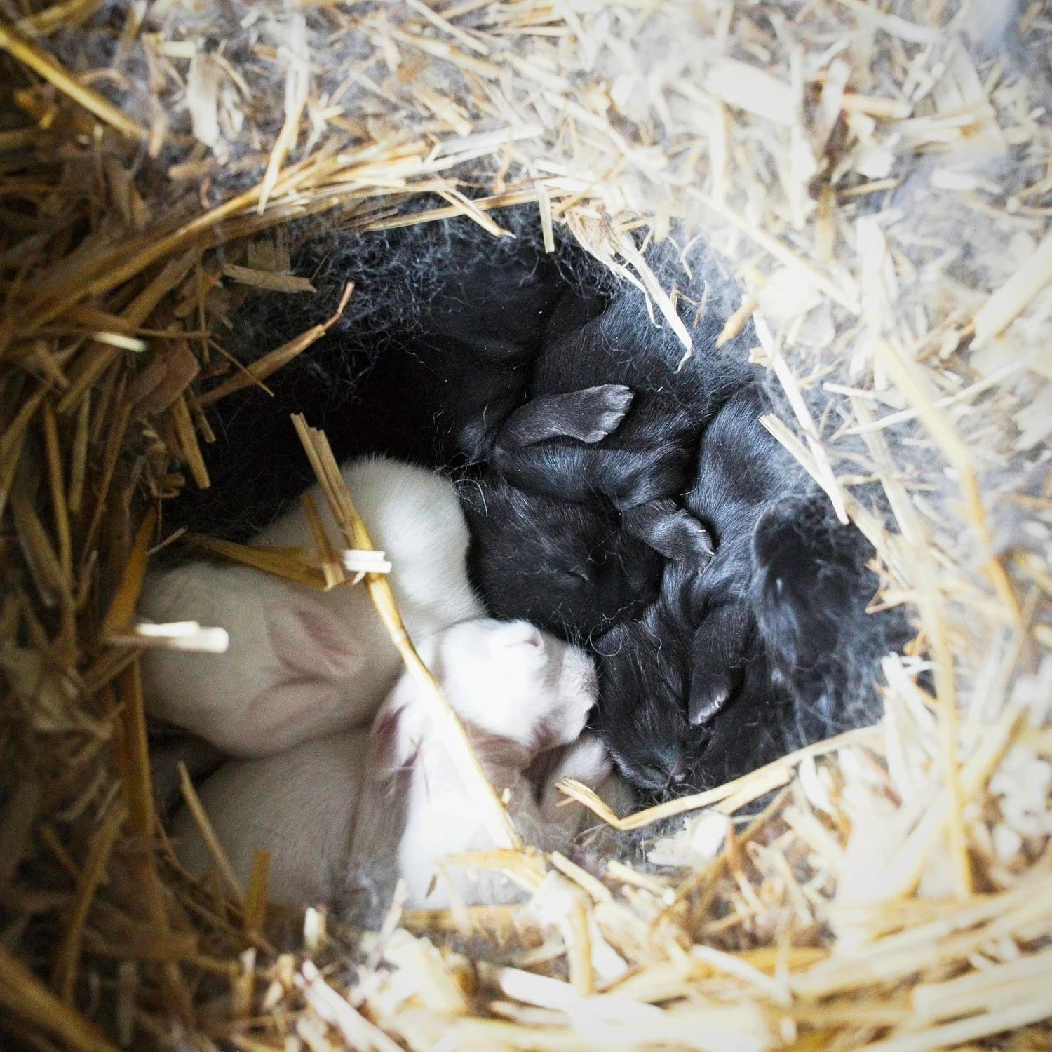 SILVER FOX RABBITS — Full Soul Farm l Michigan l Kunekune Pigs l ...