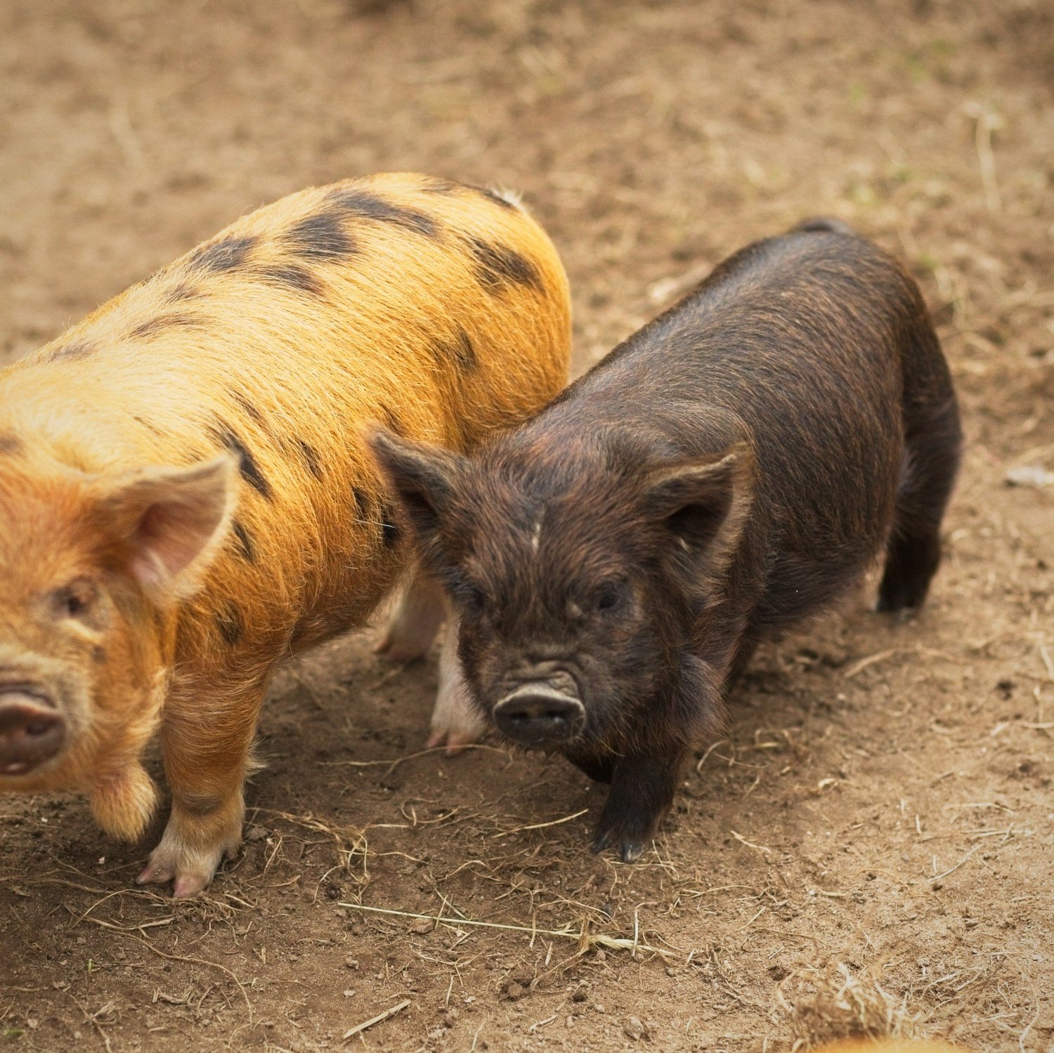 Kunekune Piglets for sale — Full Soul Farm l Michigan l Kunekune Pigs l ...