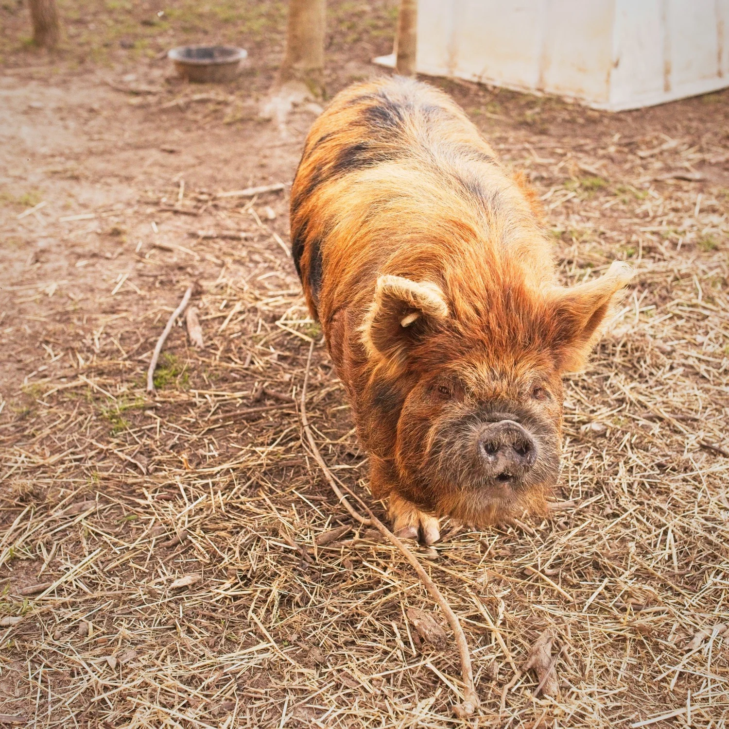 KUNEKUNE PIGS — Full Soul Farm l Michigan l Kunekune Pigs l Pilgrim ...