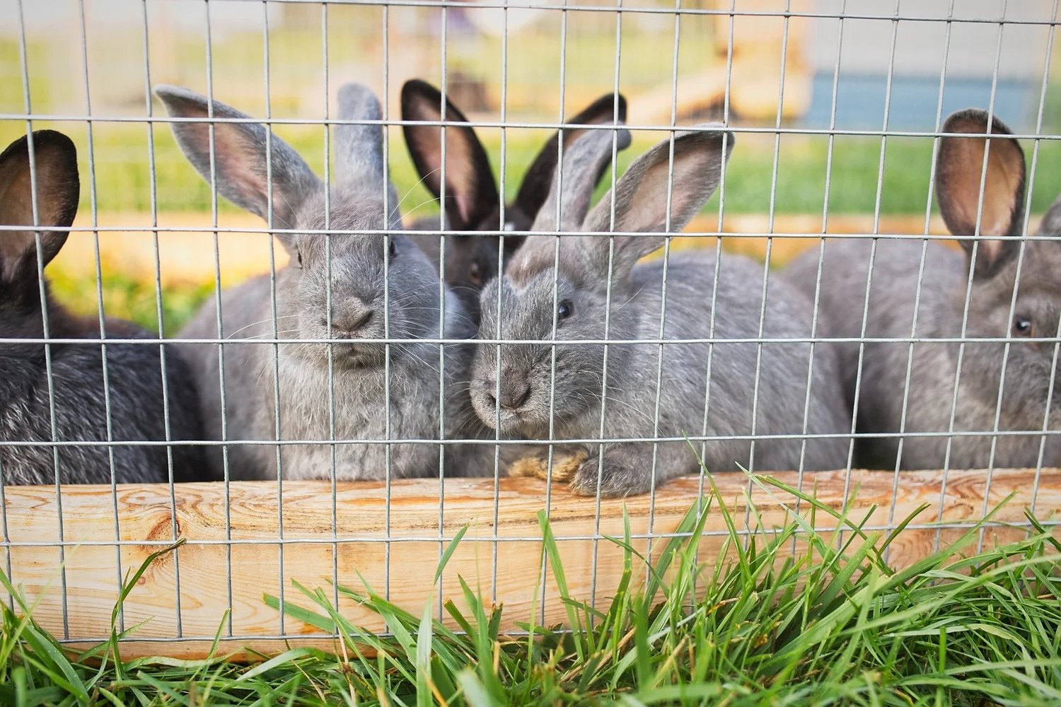 SILVER FOX RABBITS — Full Soul Farm l Michigan l Kunekune Pigs l ...