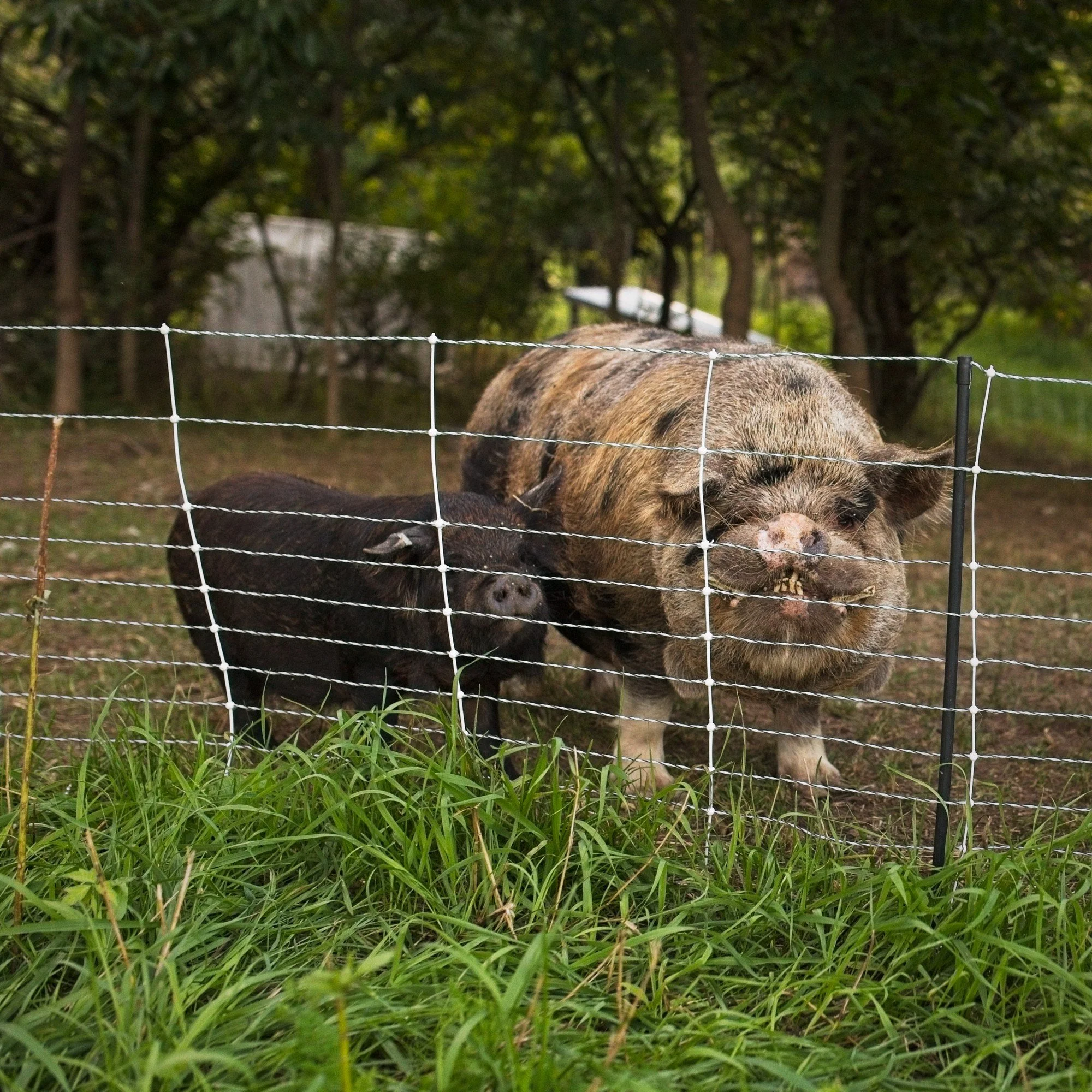 How we Raise Kunekune Pigs, Part 3 - Housing, Fencing, Winter vs Summer ...