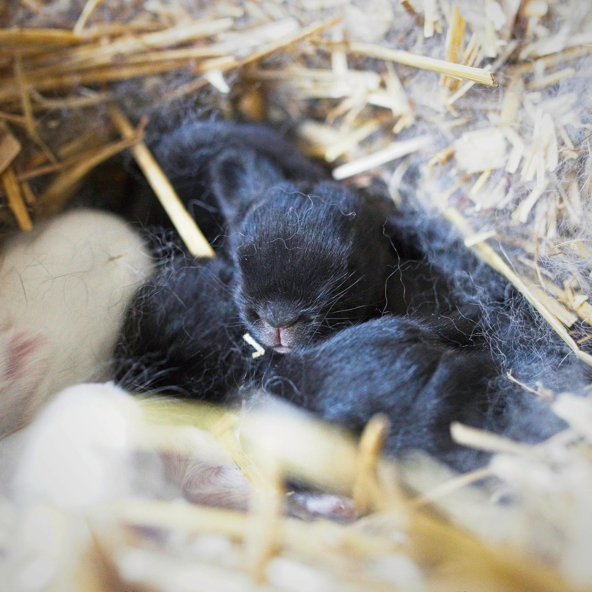 SILVER FOX RABBITS — Full Soul Farm l Michigan l Kunekune Pigs l ...