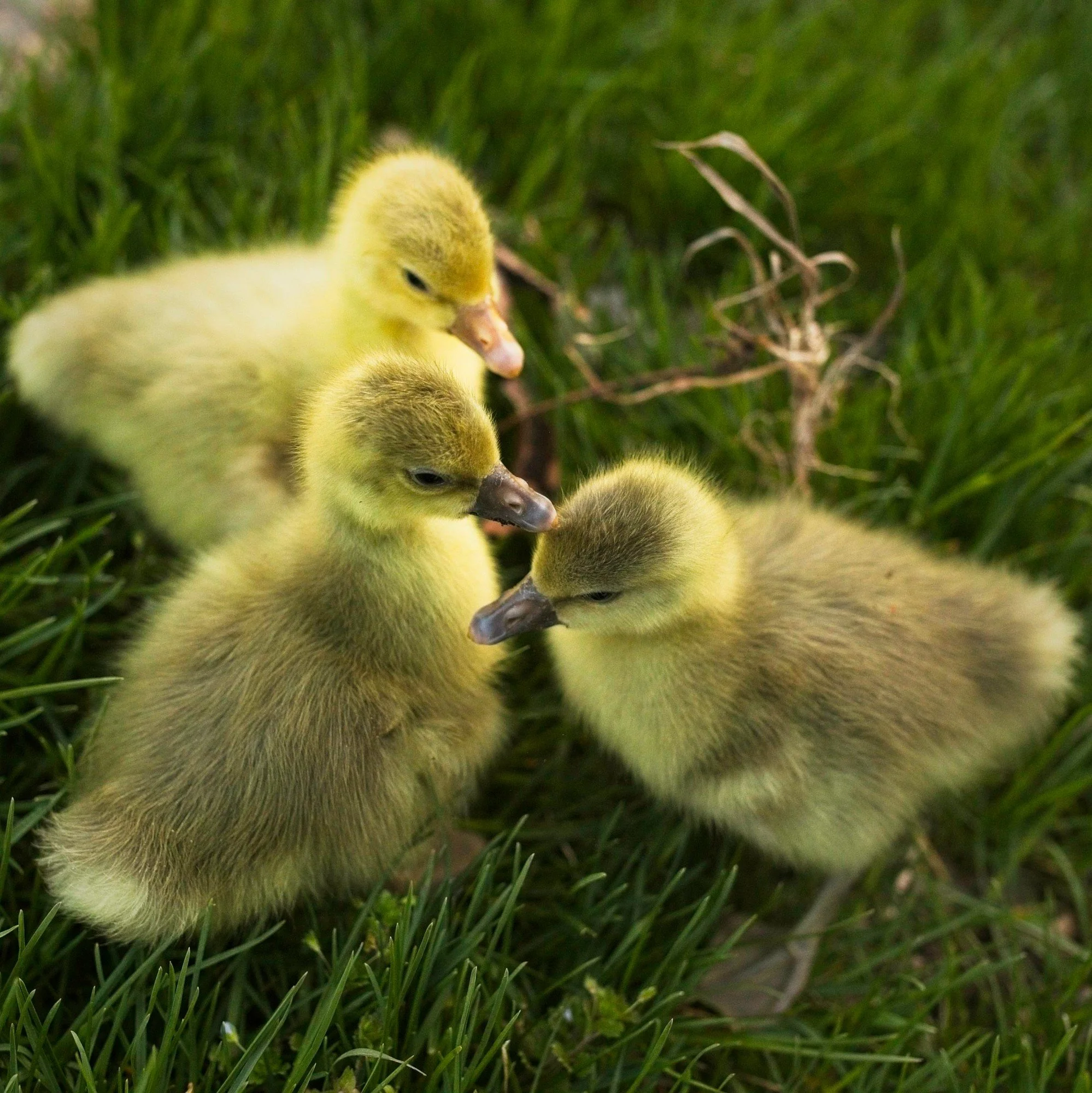 PILGRIM GEESE — Full Soul Farm l Michigan l Kunekune Pigs l Pilgrim ...