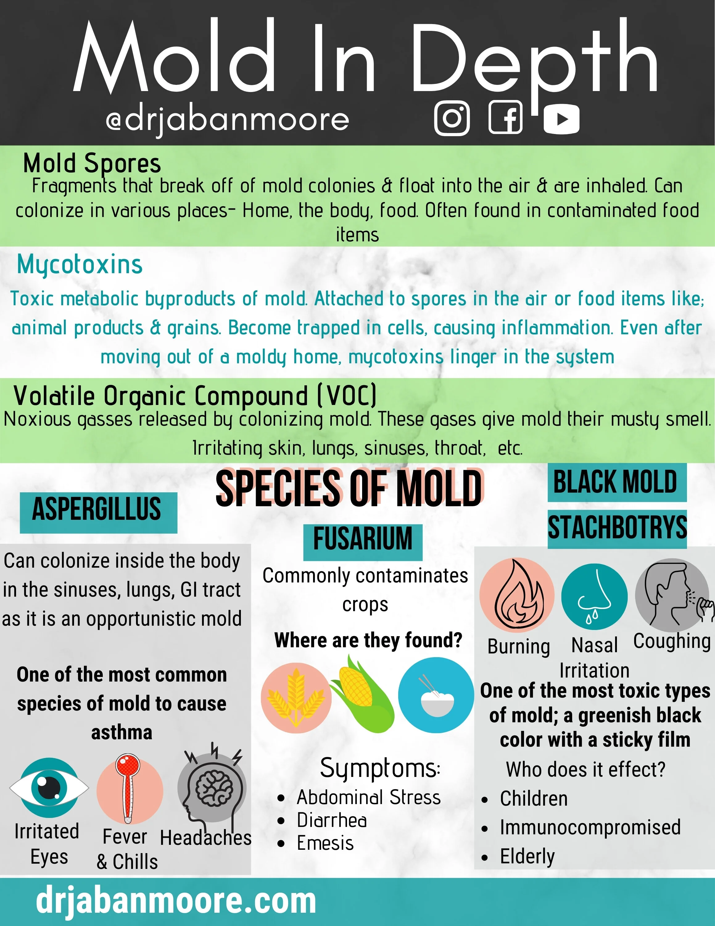 Mold: 101 — Dr. Jaban