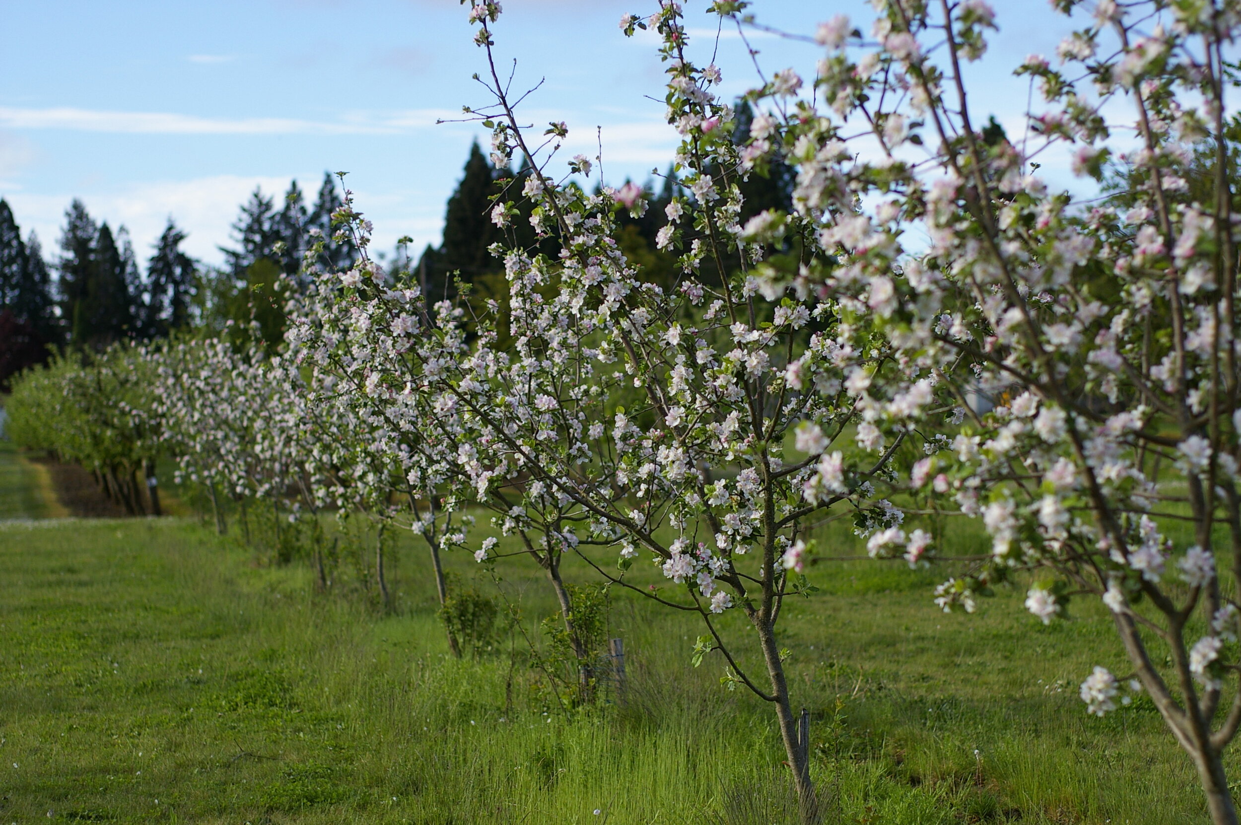 About Us — ME & Moore Farm and Evenfall