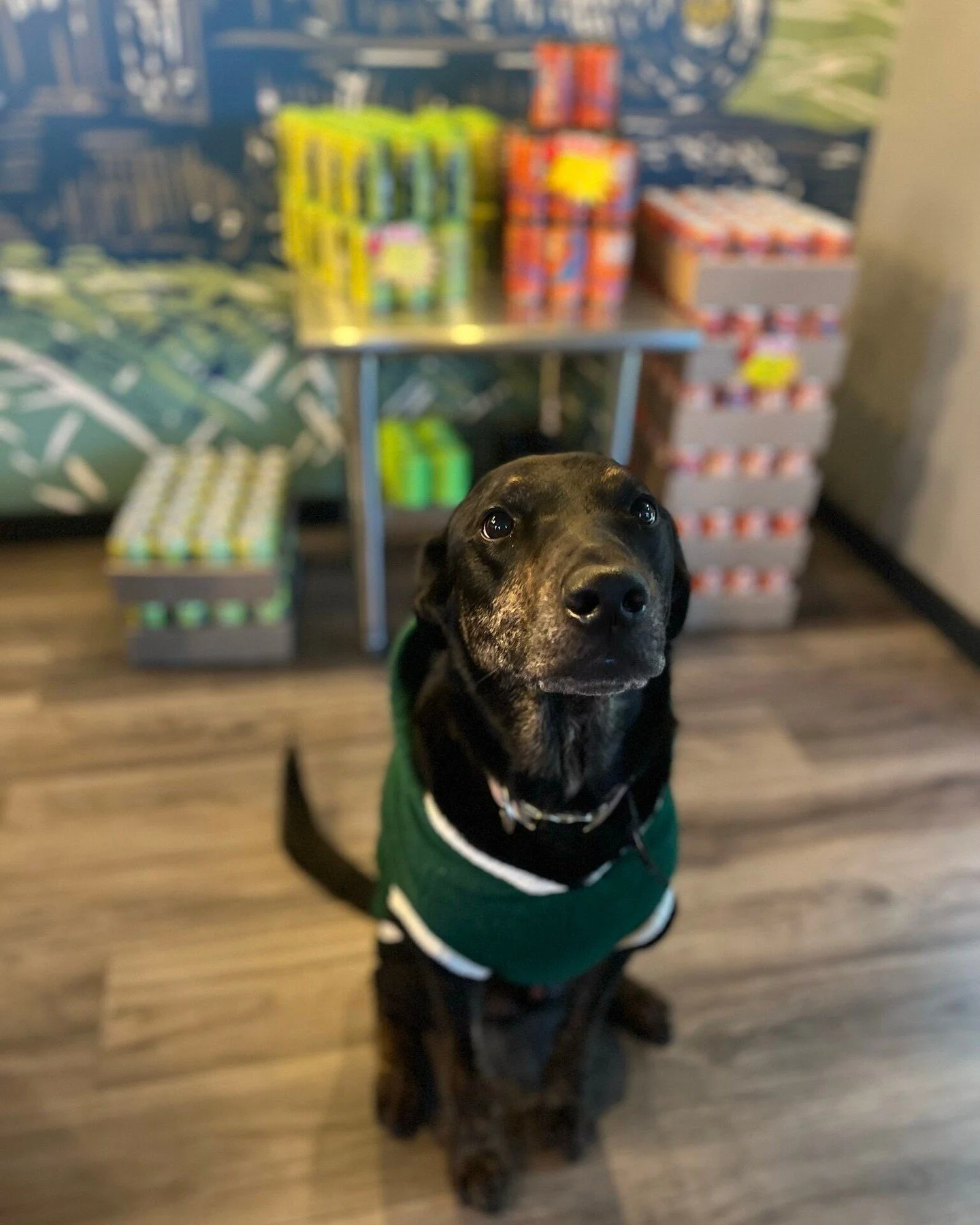 Paddock Wood Brewing | Craft Beer from the Prairies