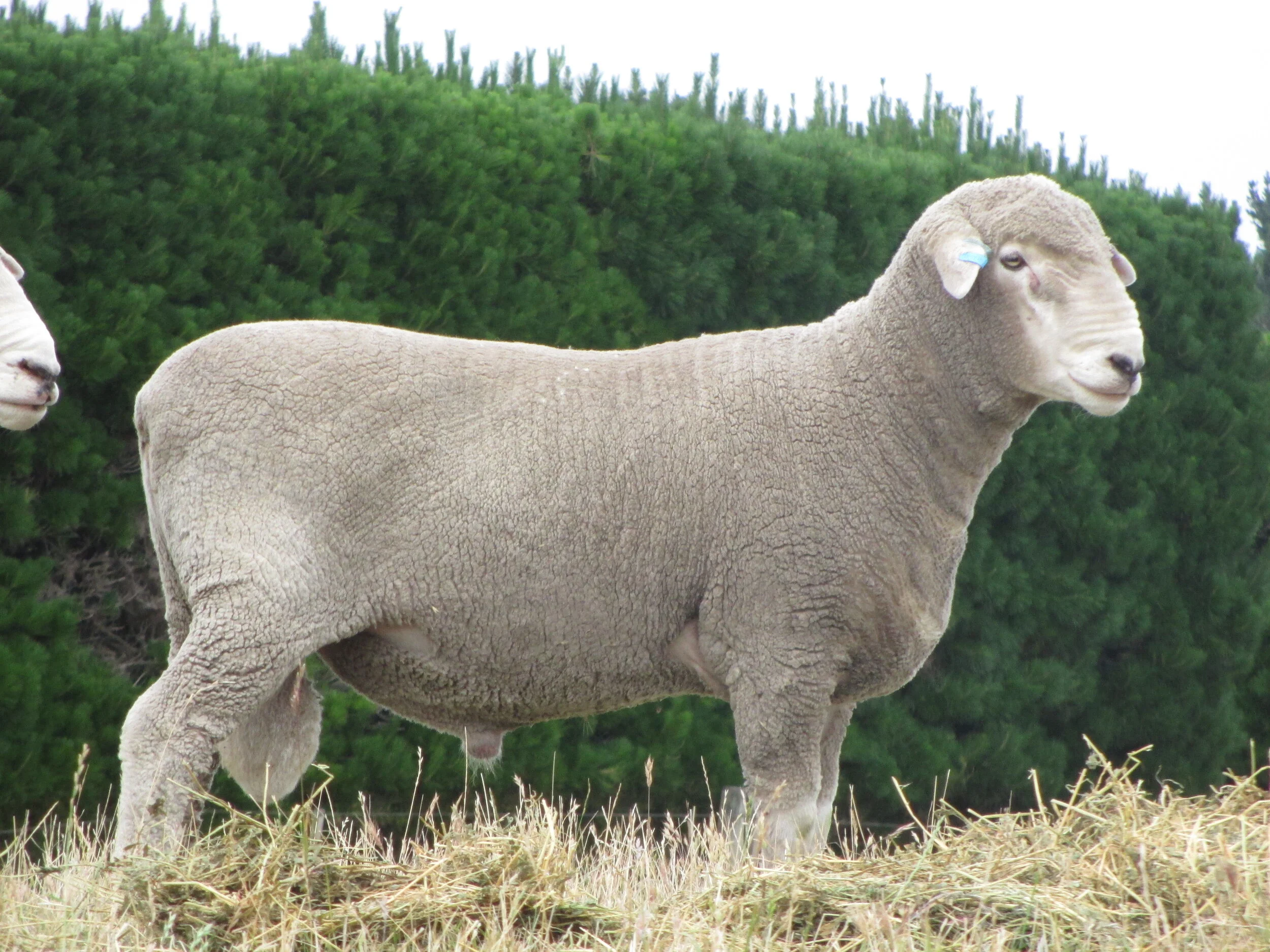 About Us — Wilfield Sheep Stud