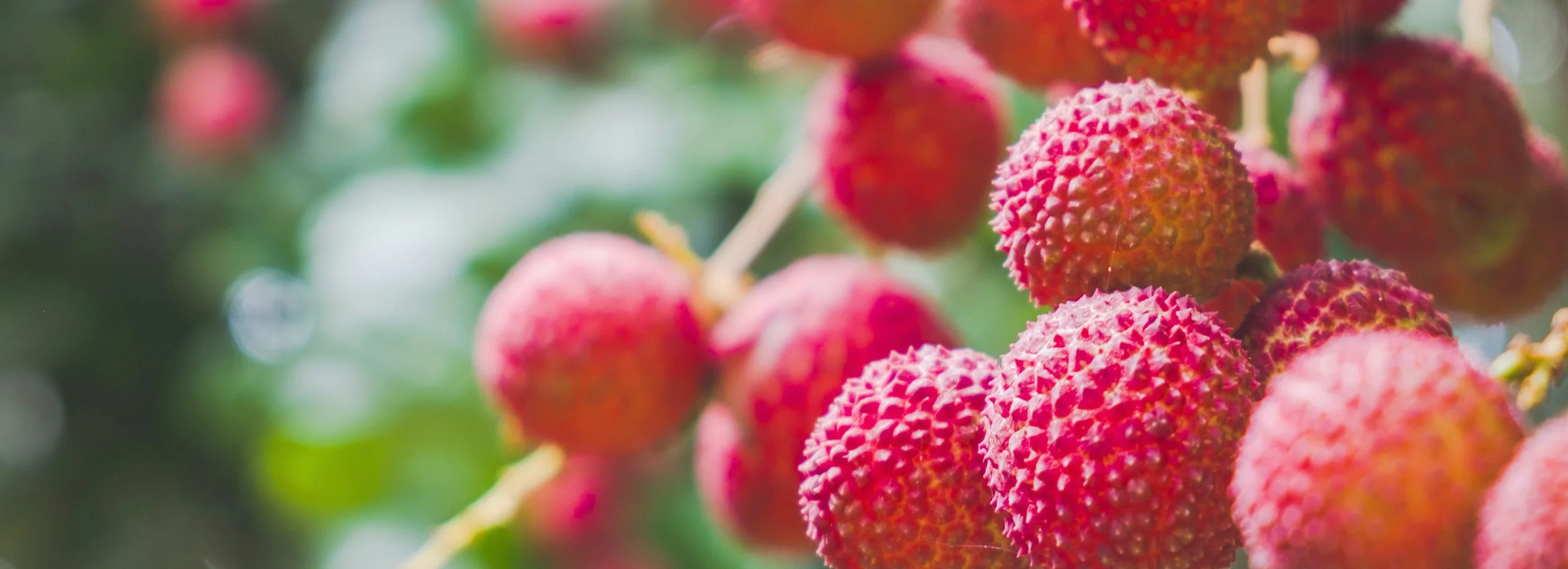 Hawaii's favorite lychee-flavored candy | Enjoy Snacks
